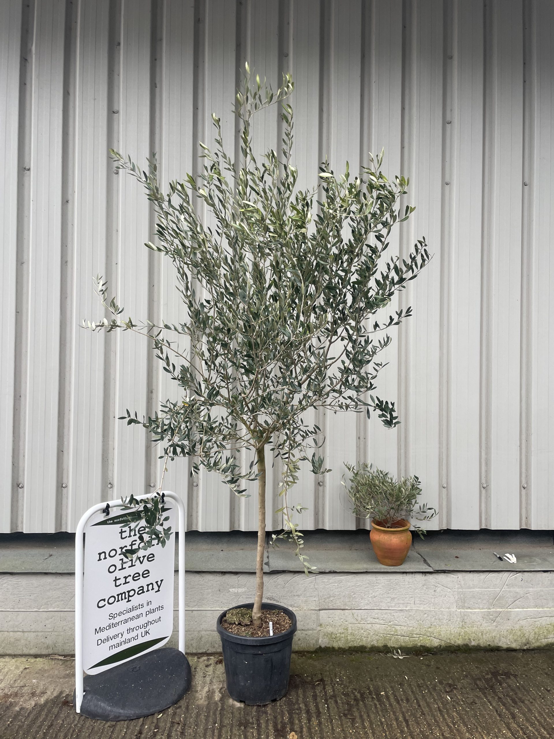 Open crown Olive Tree - free delivery - The Norfolk Olive Tree Company