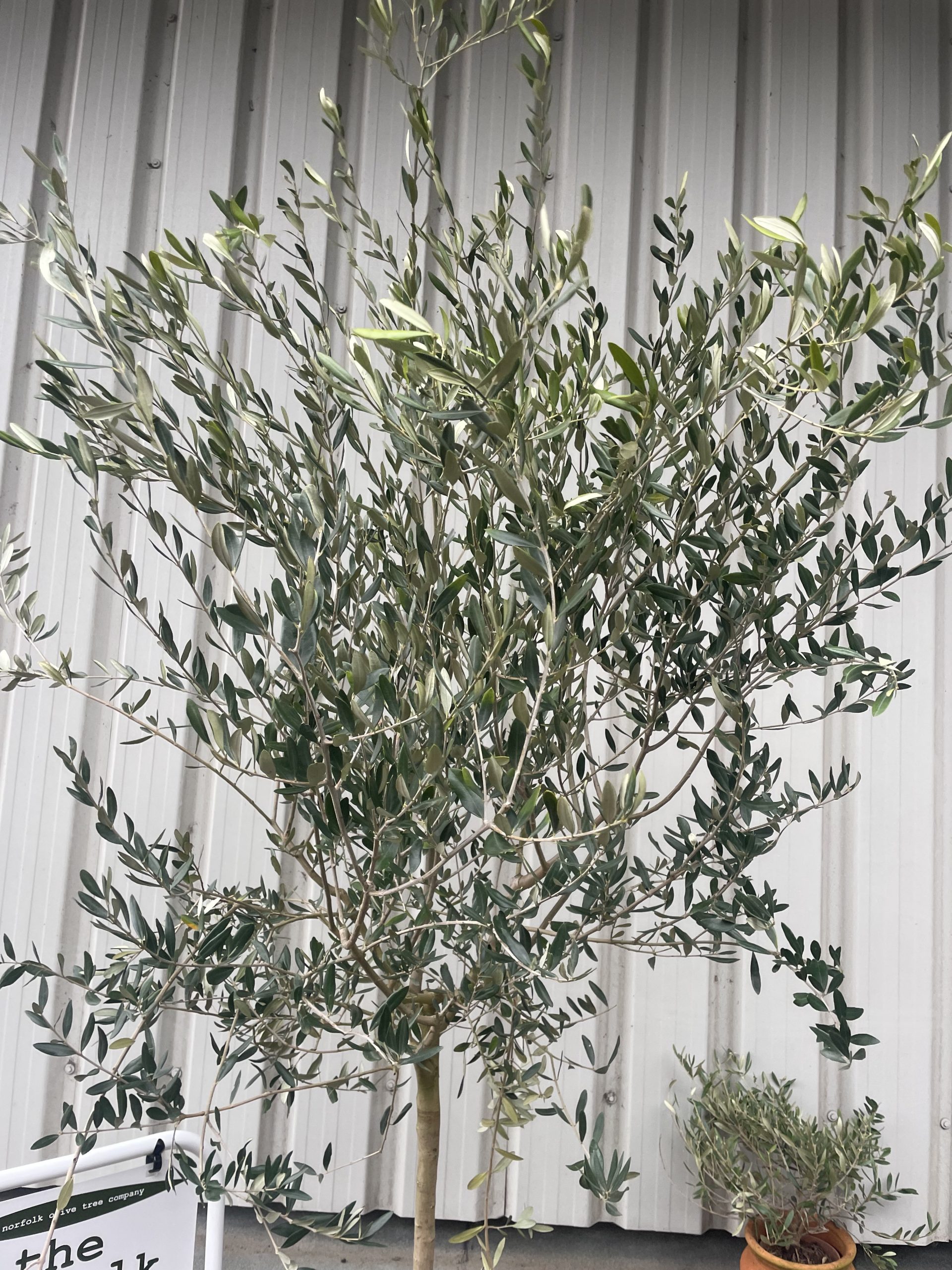 Open crown Olive Tree - free delivery - The Norfolk Olive Tree Company