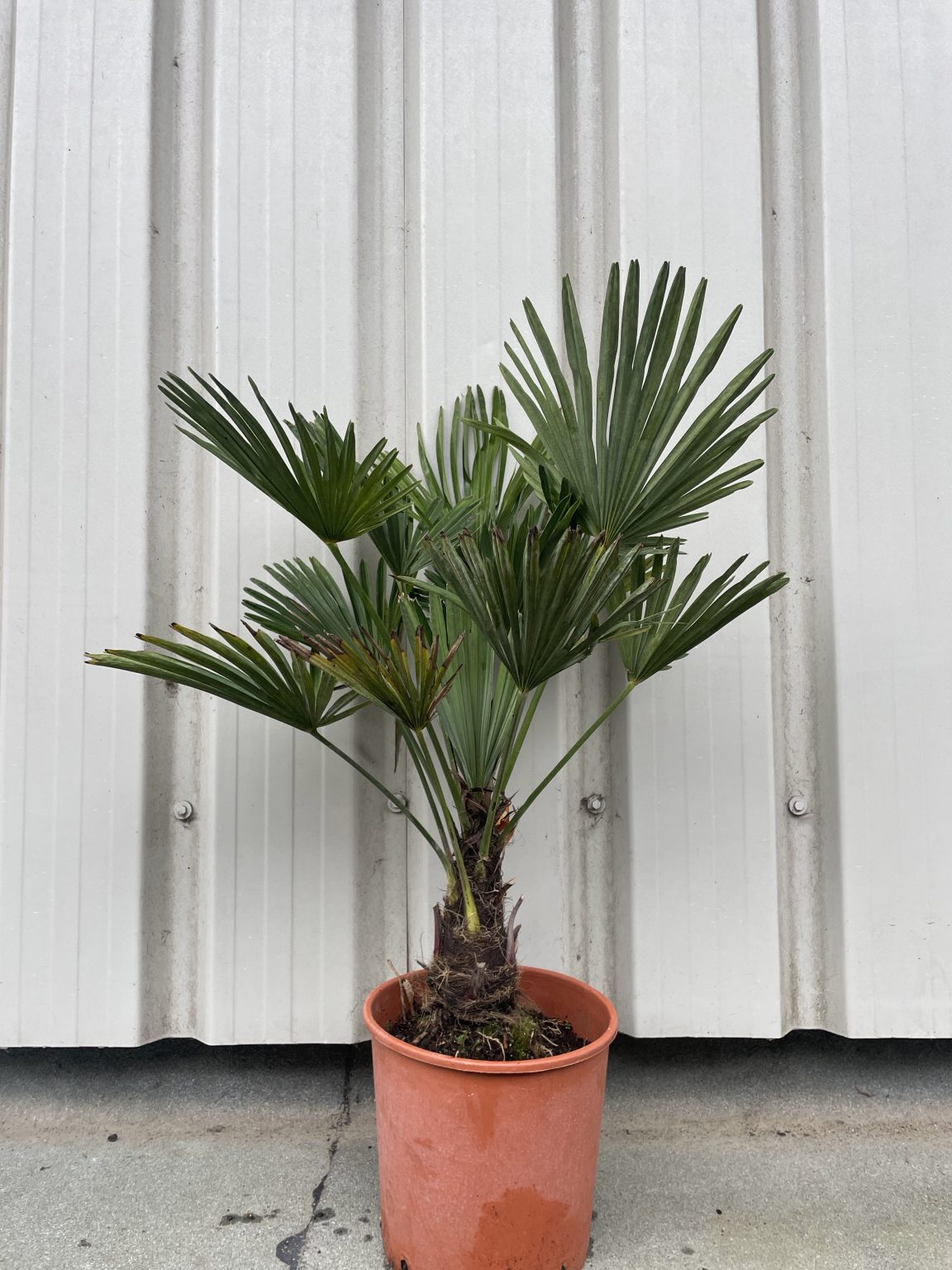 Trachycarpus wagnerianus free delivery - The Norfolk Olive Tree Company
