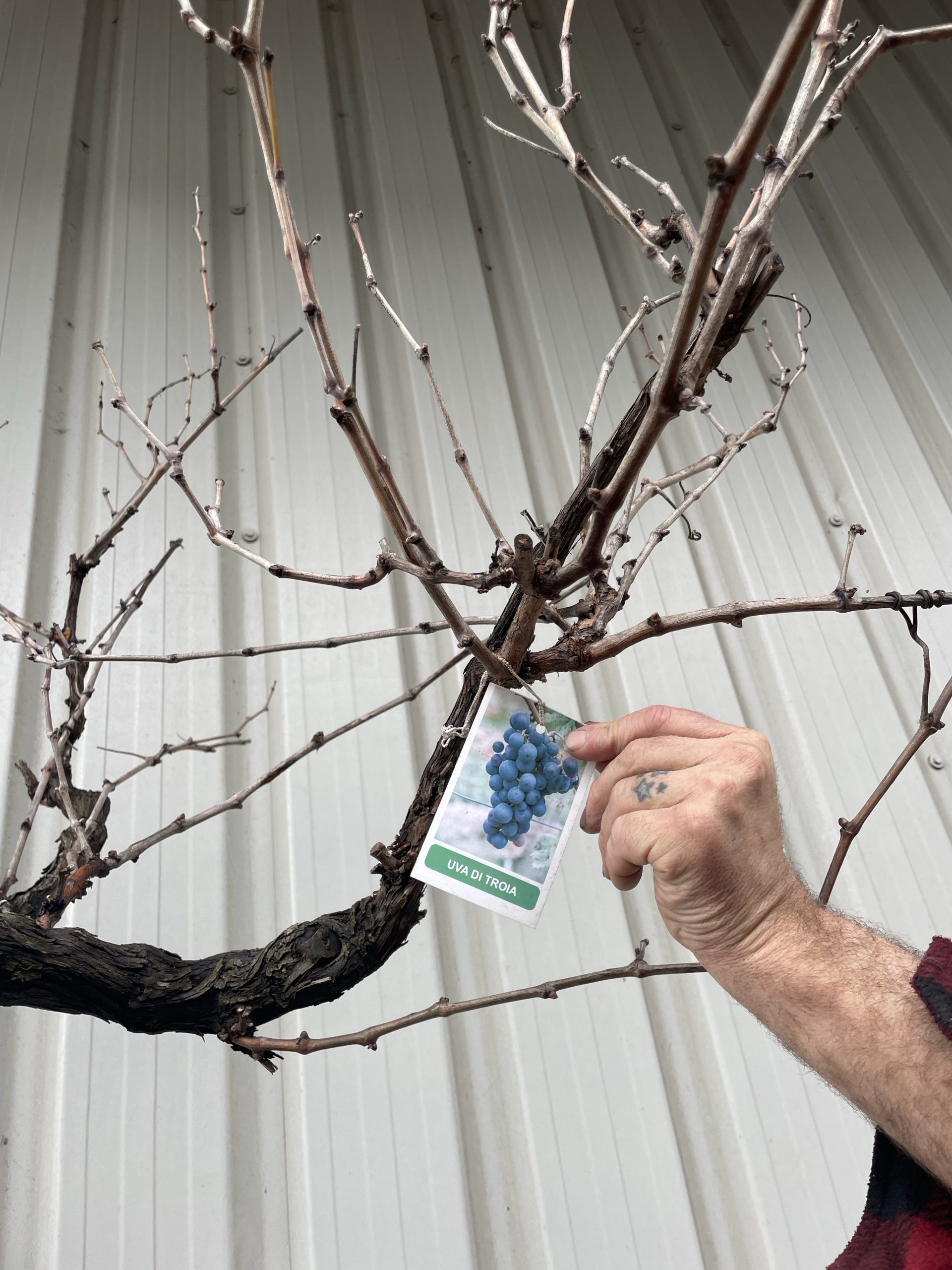 Grapevine - Black grape. - The Norfolk Olive Tree Company
