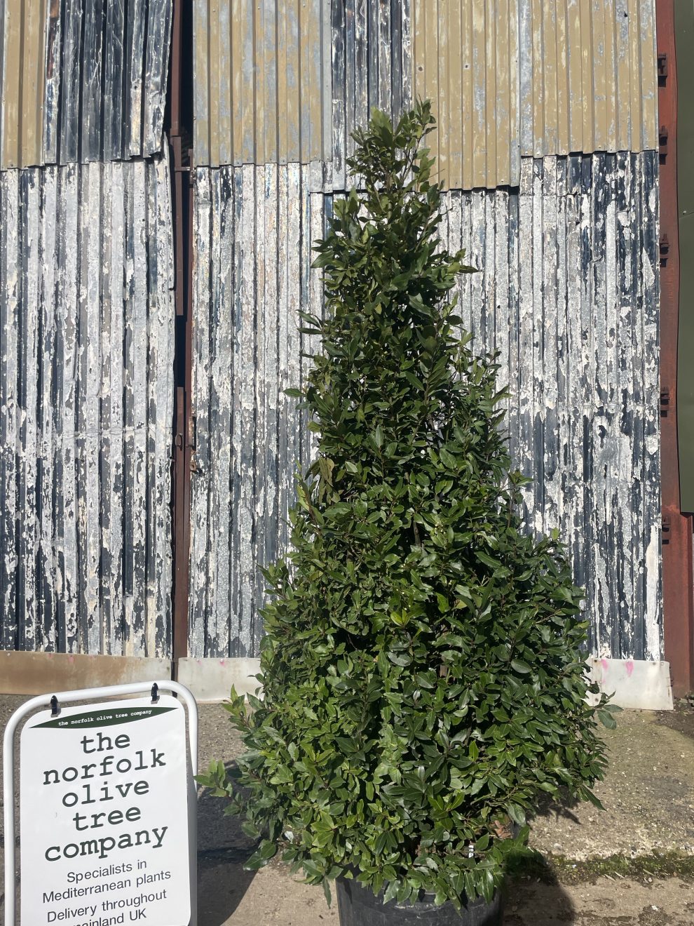 Bay tree topiary - The Norfolk Olive Tree Company