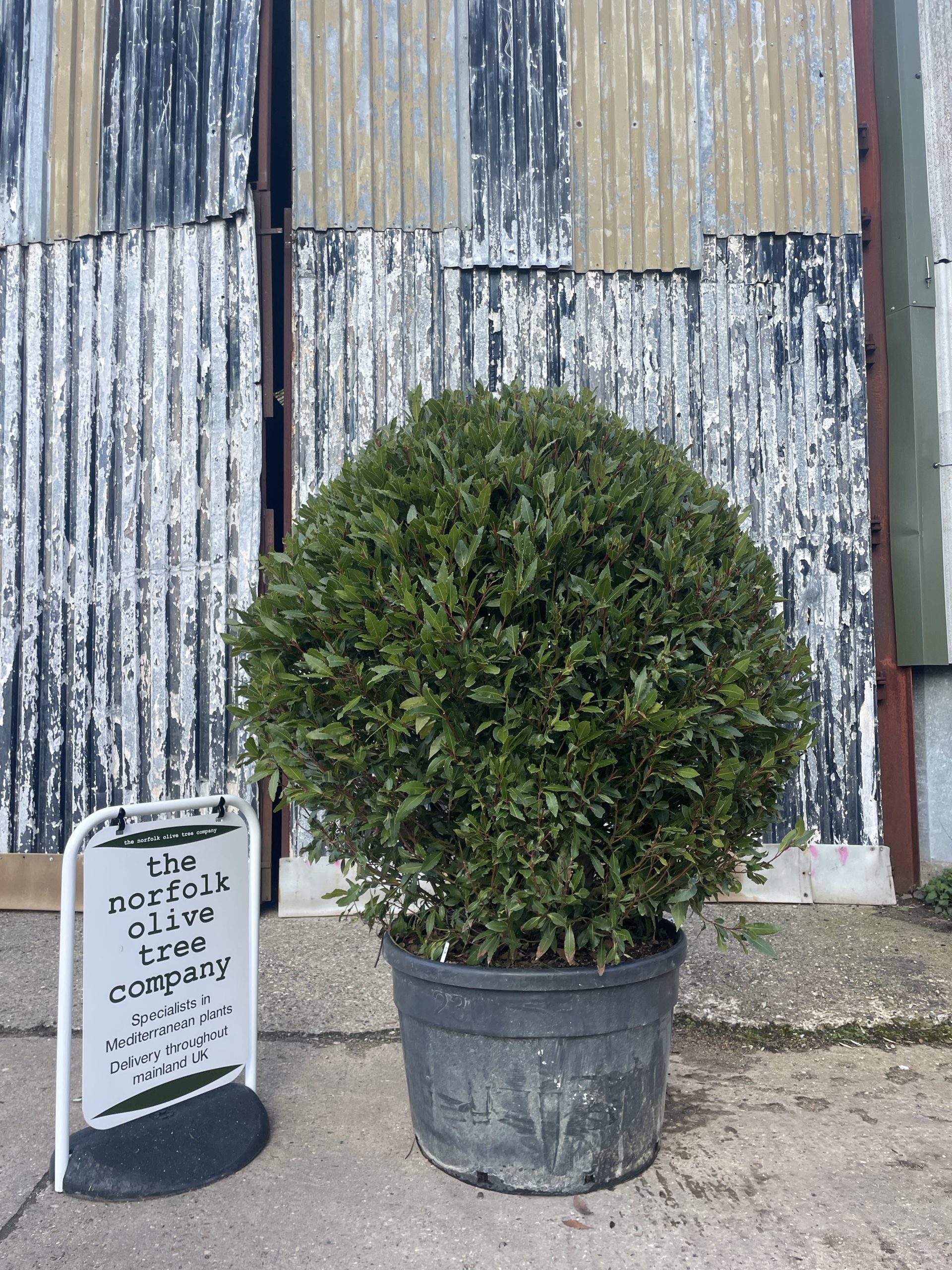 Bay tree topiary - The Norfolk Olive Tree Company