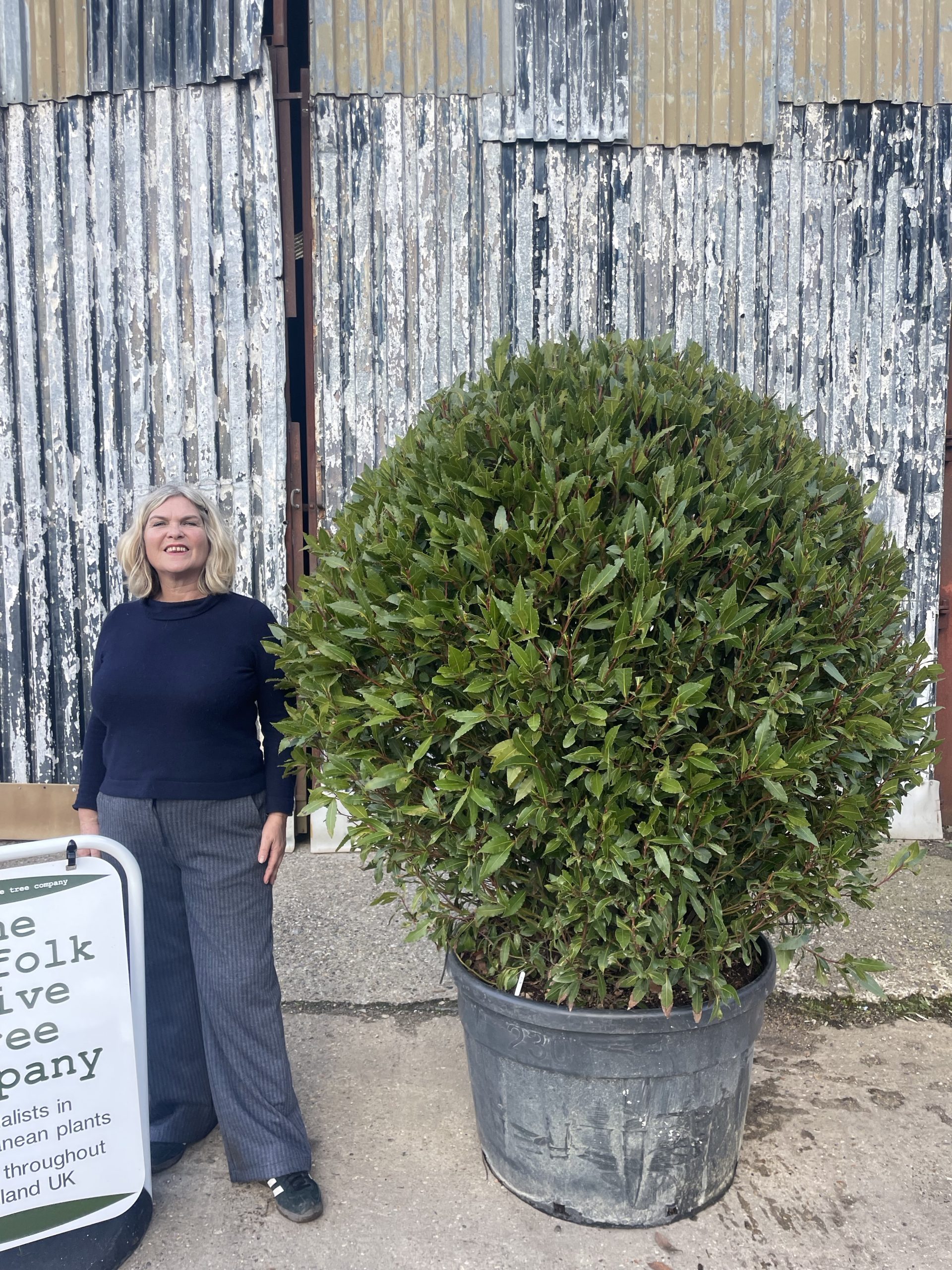 Bay tree topiary - The Norfolk Olive Tree Company