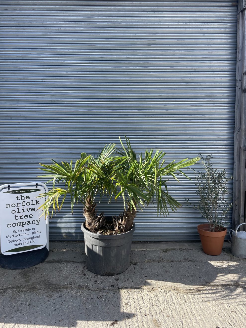 Multi- trunk Trachycarpus Fortunei. Free delivery - The Norfolk Olive ...