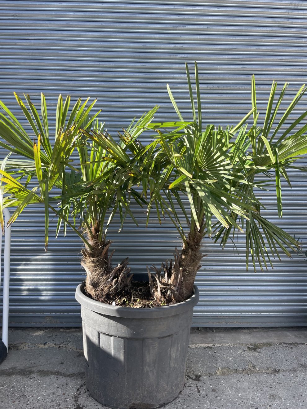 Multi- trunk Trachycarpus Fortunei. Free delivery - The Norfolk Olive ...