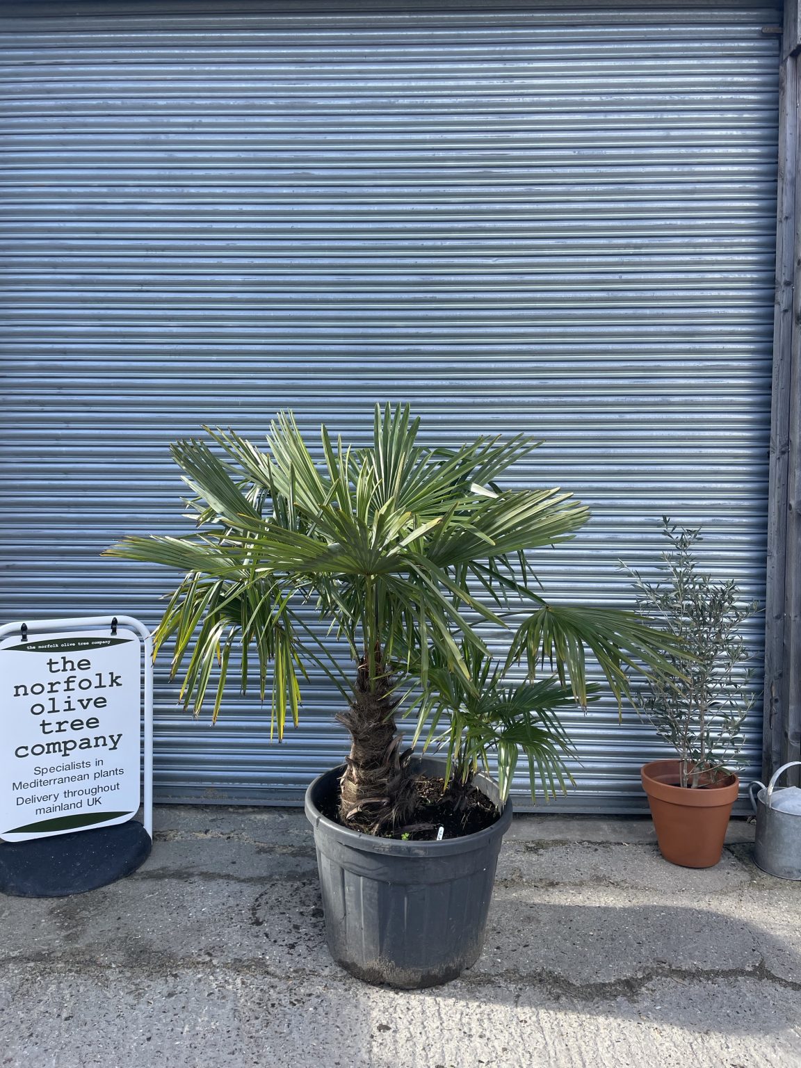 Multi- trunk Trachycarpus Fortunei. Free delivery - The Norfolk Olive ...
