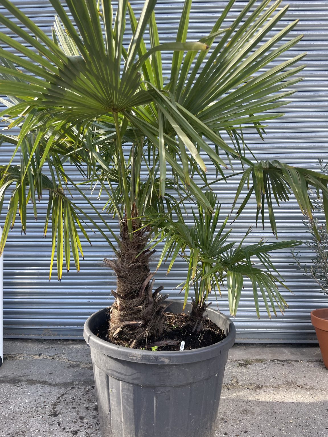 Multi- trunk Trachycarpus Fortunei. Free delivery - The Norfolk Olive ...