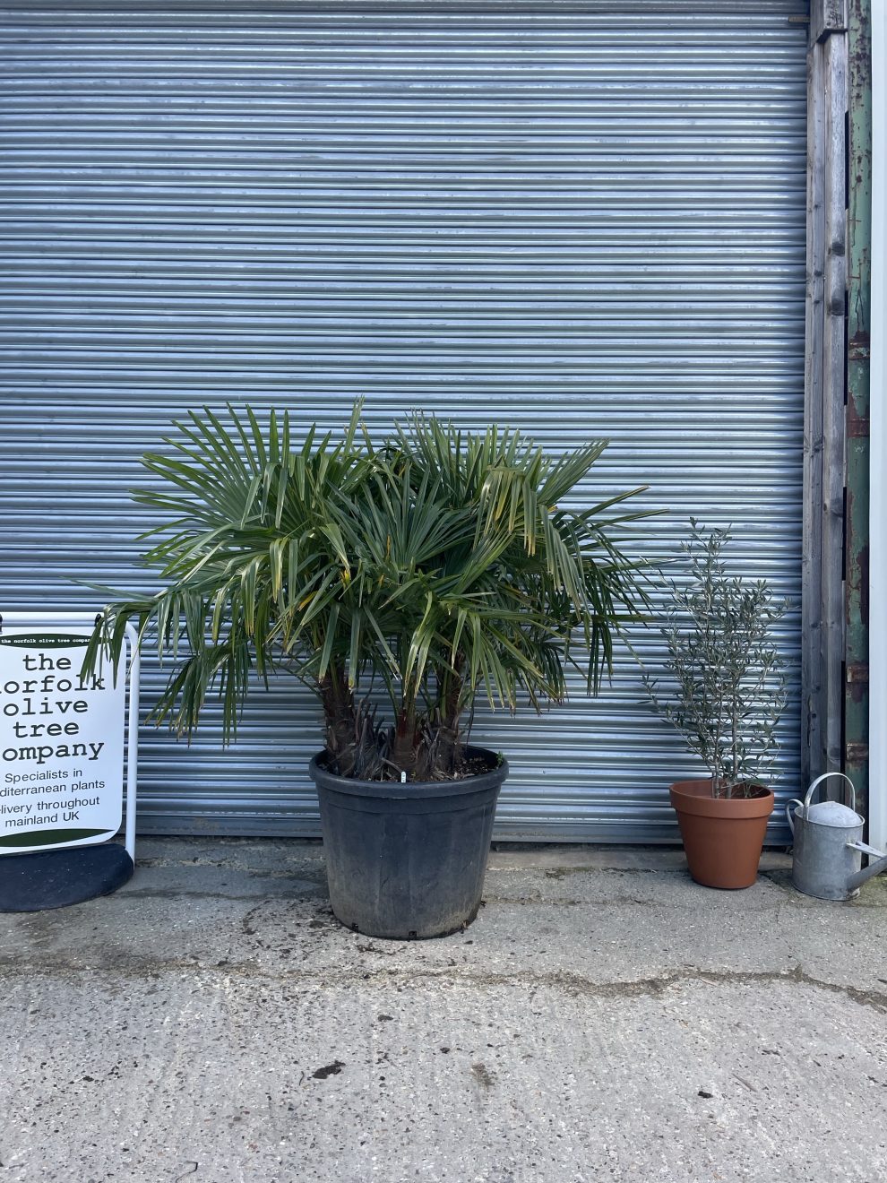 Multi- trunk Trachycarpus Fortunei. Free delivery - The Norfolk Olive ...
