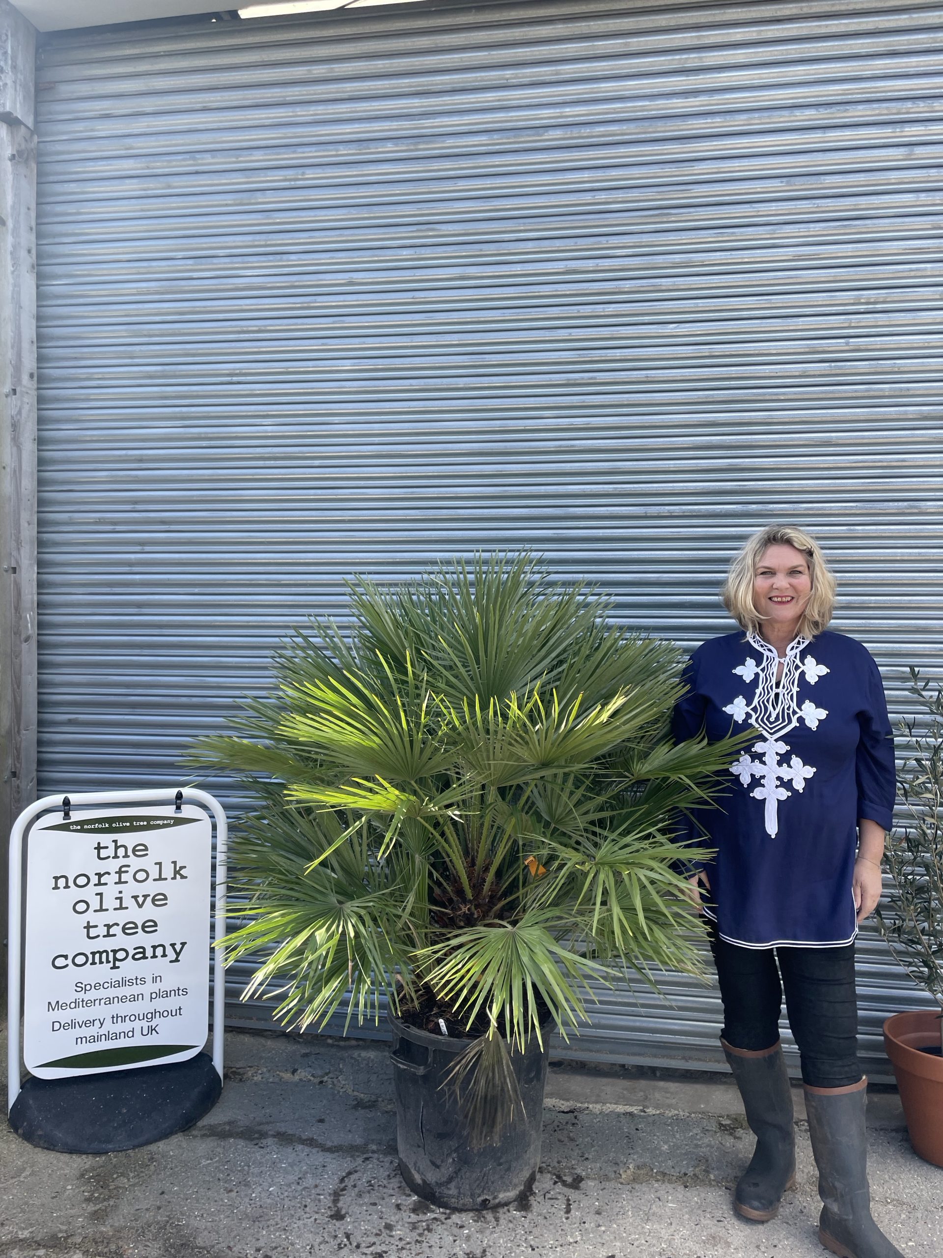 Chamaerops Humilis - free delivery - The Norfolk Olive Tree Company