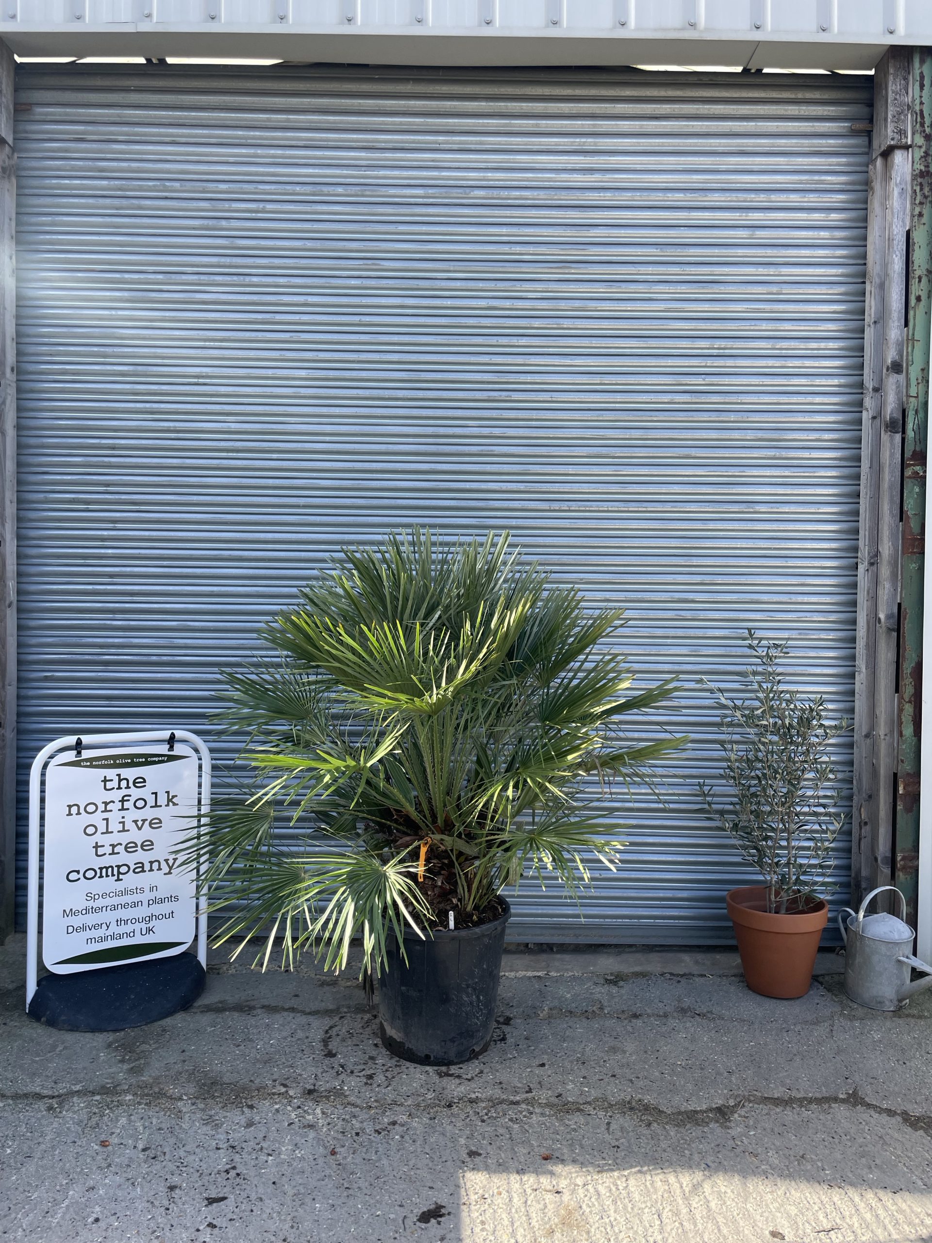 Chamaerops Humilis - free delivery - The Norfolk Olive Tree Company