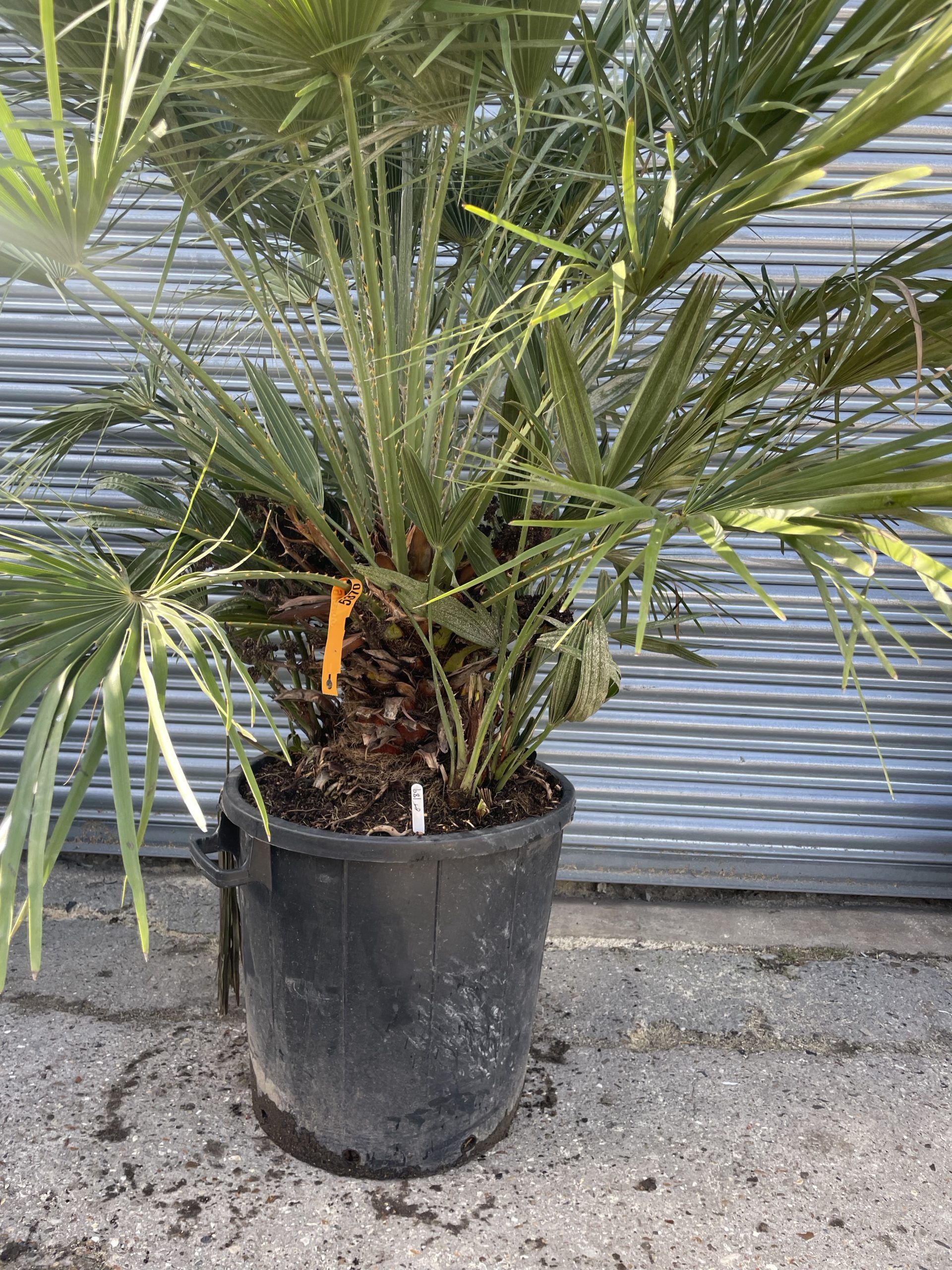 Chamaerops Humilis - free delivery - The Norfolk Olive Tree Company