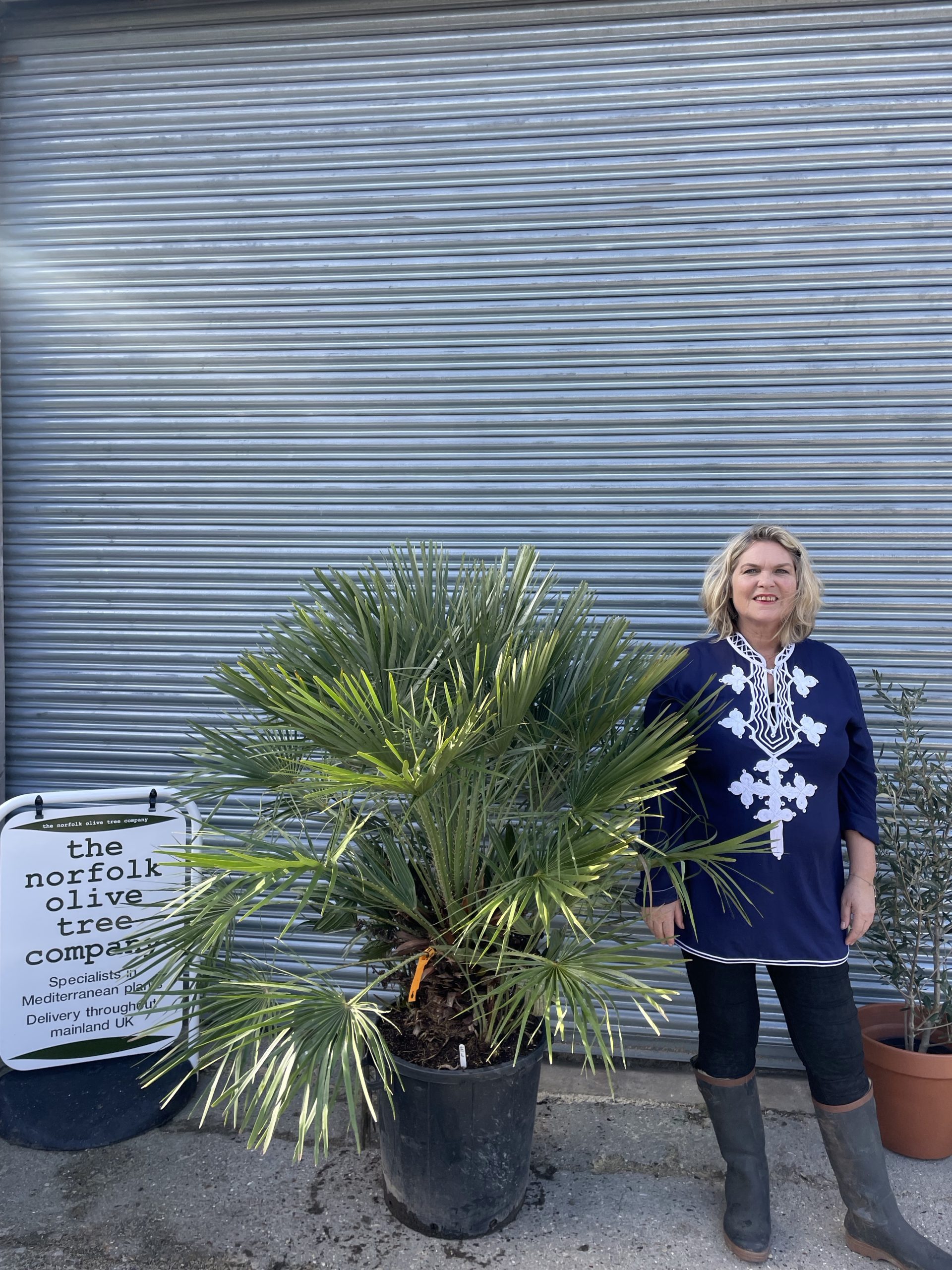 Chamaerops Humilis - free delivery - The Norfolk Olive Tree Company