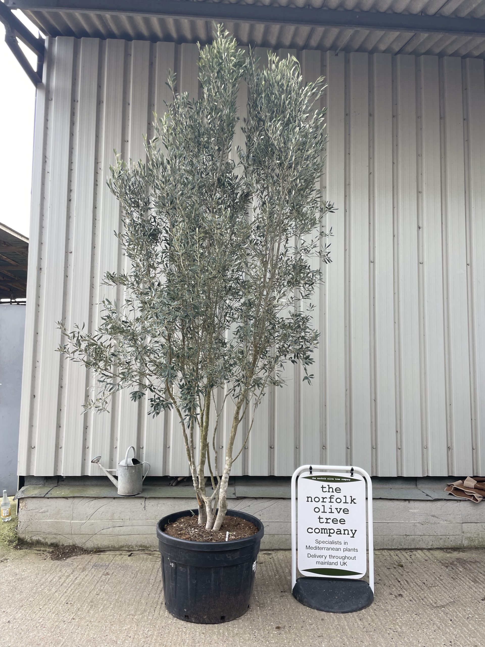 Smooth stem branched Olive tree - The Norfolk Olive Tree Company