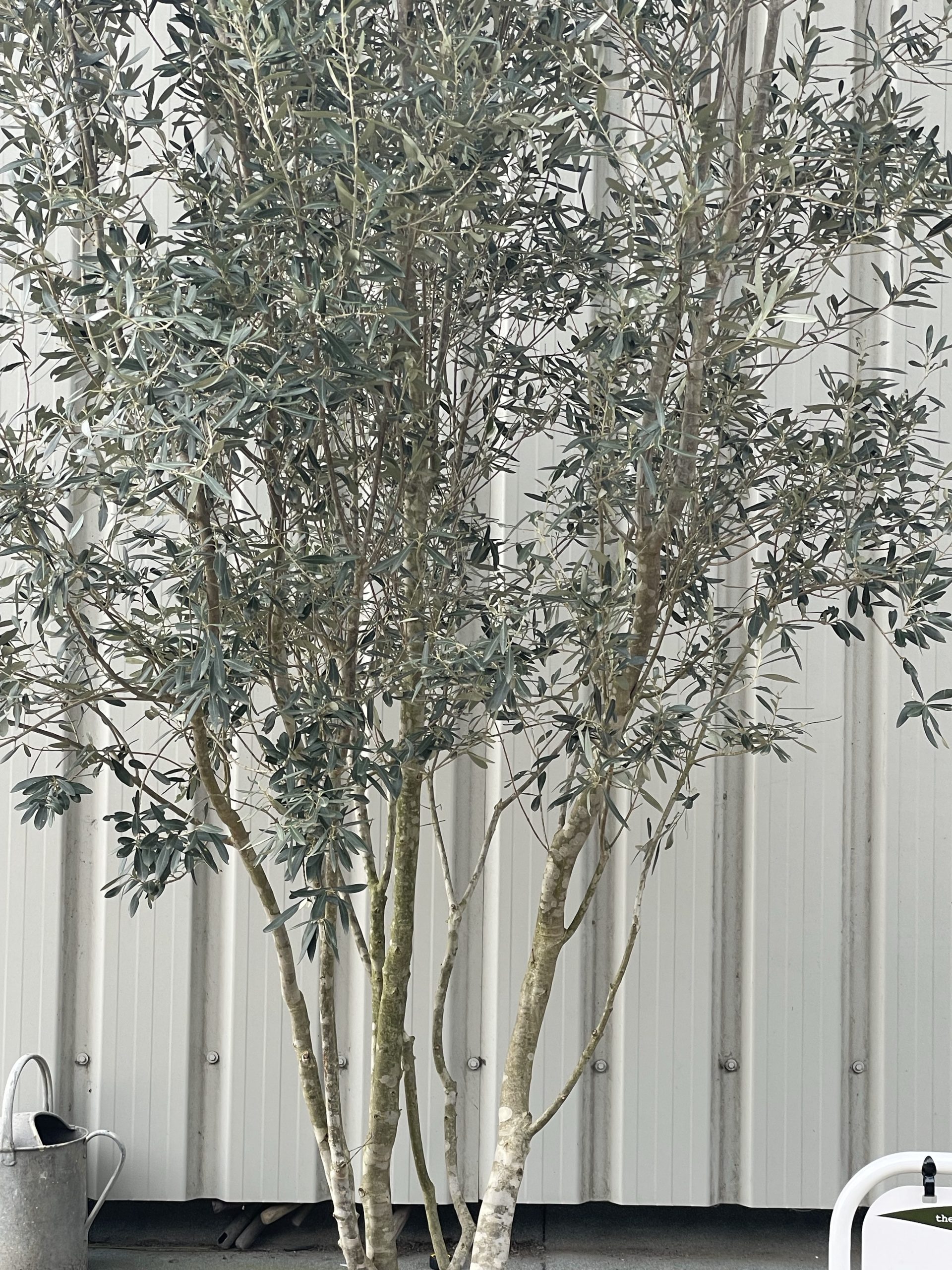 Smooth stem branched Olive tree - The Norfolk Olive Tree Company