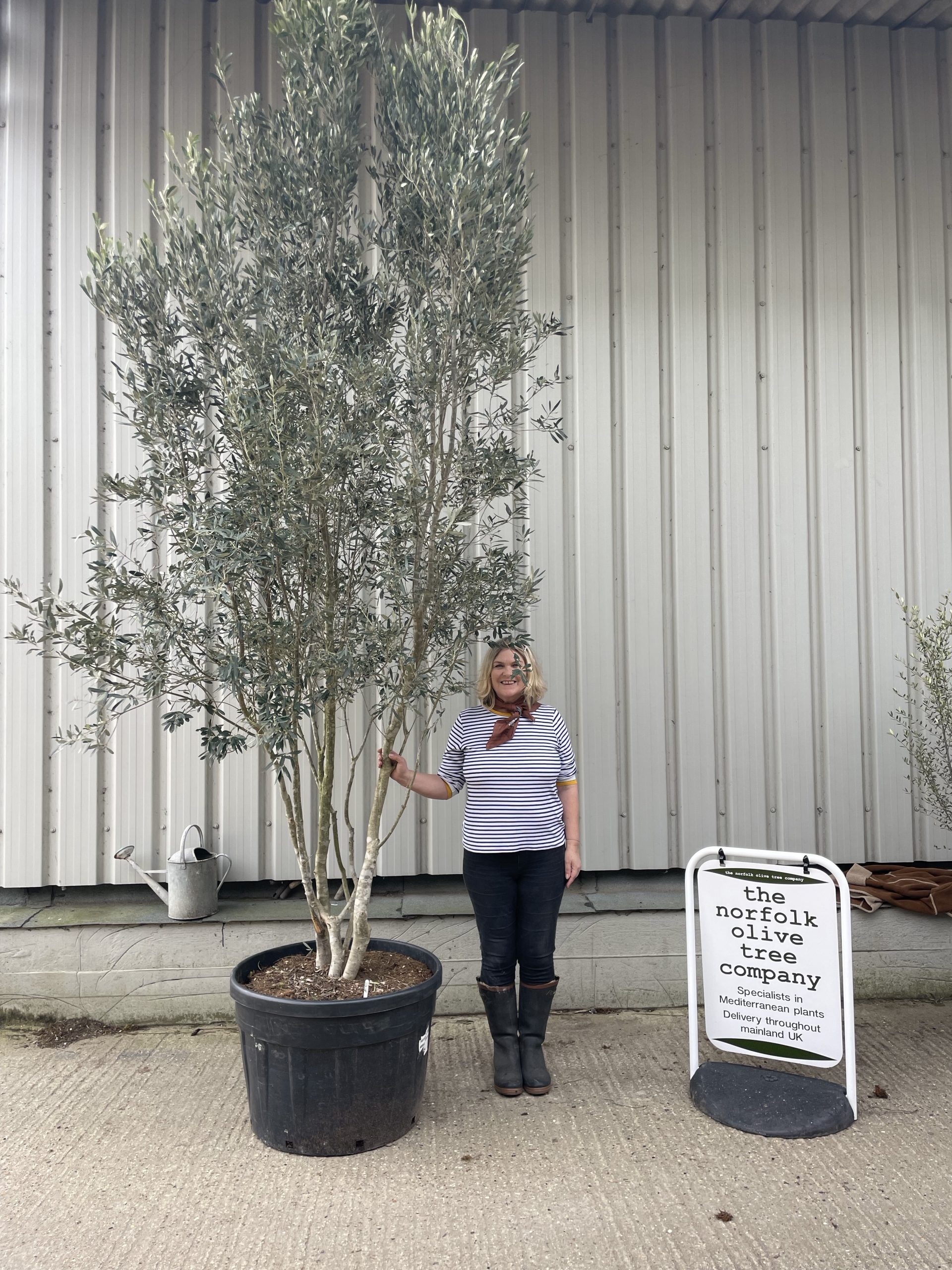 Smooth stem branched Olive tree - The Norfolk Olive Tree Company