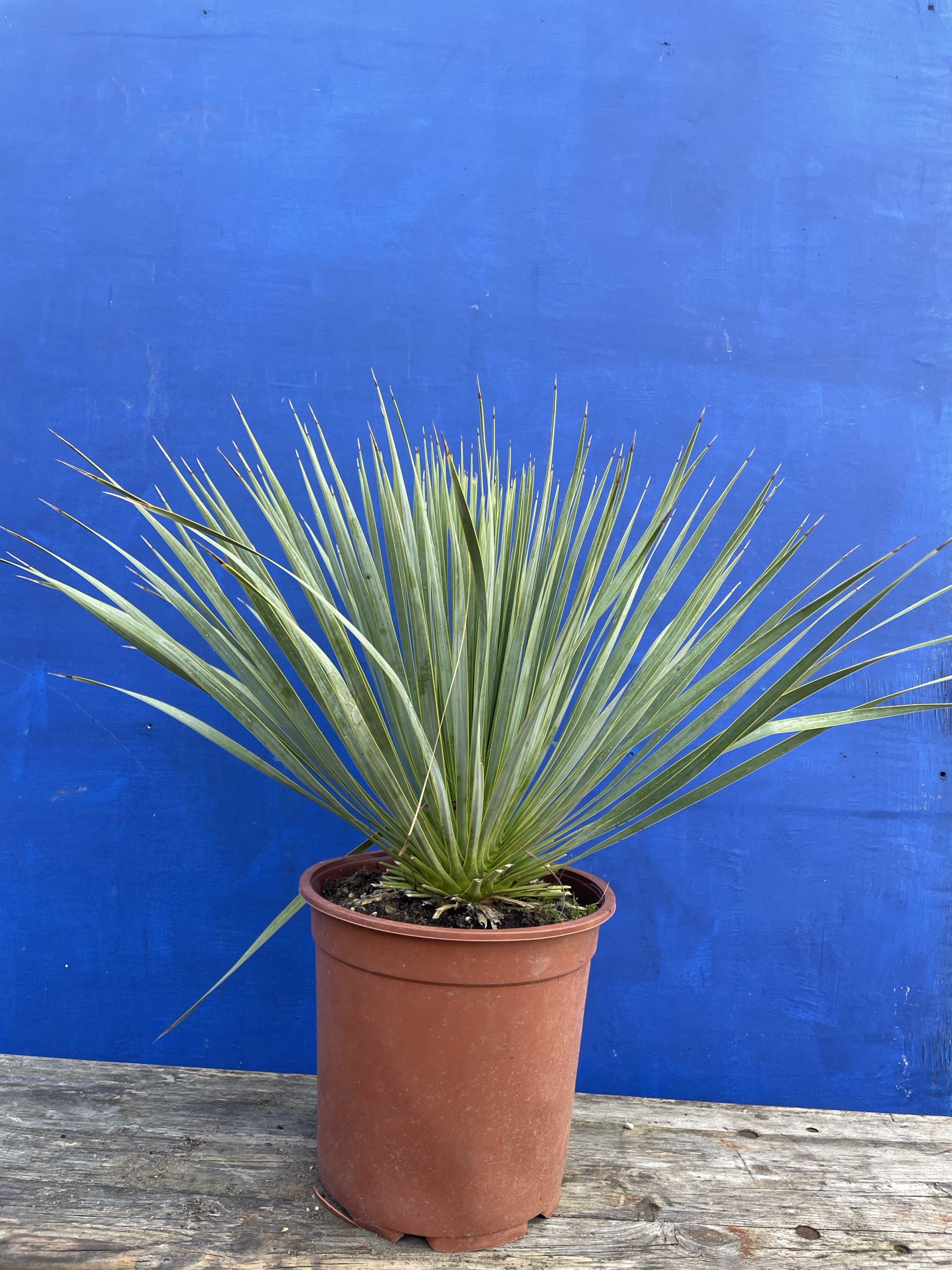 Yucca Rostrata -Free delivery - The Norfolk Olive Tree Company