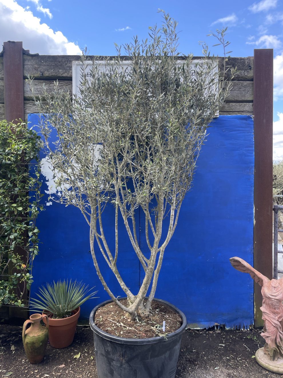 Multi-stem Olive Tree - The Norfolk Olive Tree Company