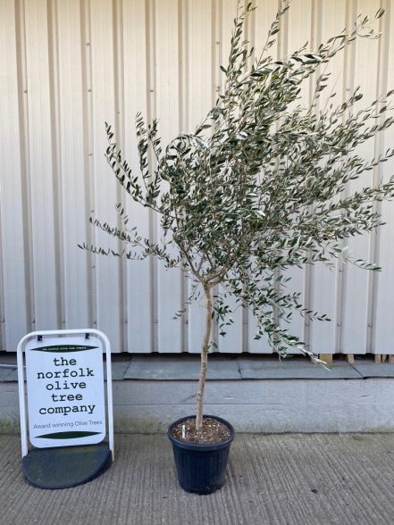 Standard Olive tree - free delivery - The Norfolk Olive Tree Company