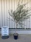 Standard Olive tree - free delivery - The Norfolk Olive Tree Company