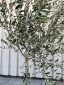 Standard Olive tree - free delivery - The Norfolk Olive Tree Company