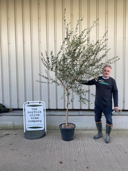 Standard Olive tree - free delivery - The Norfolk Olive Tree Company