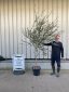 Standard Olive tree - free delivery - The Norfolk Olive Tree Company
