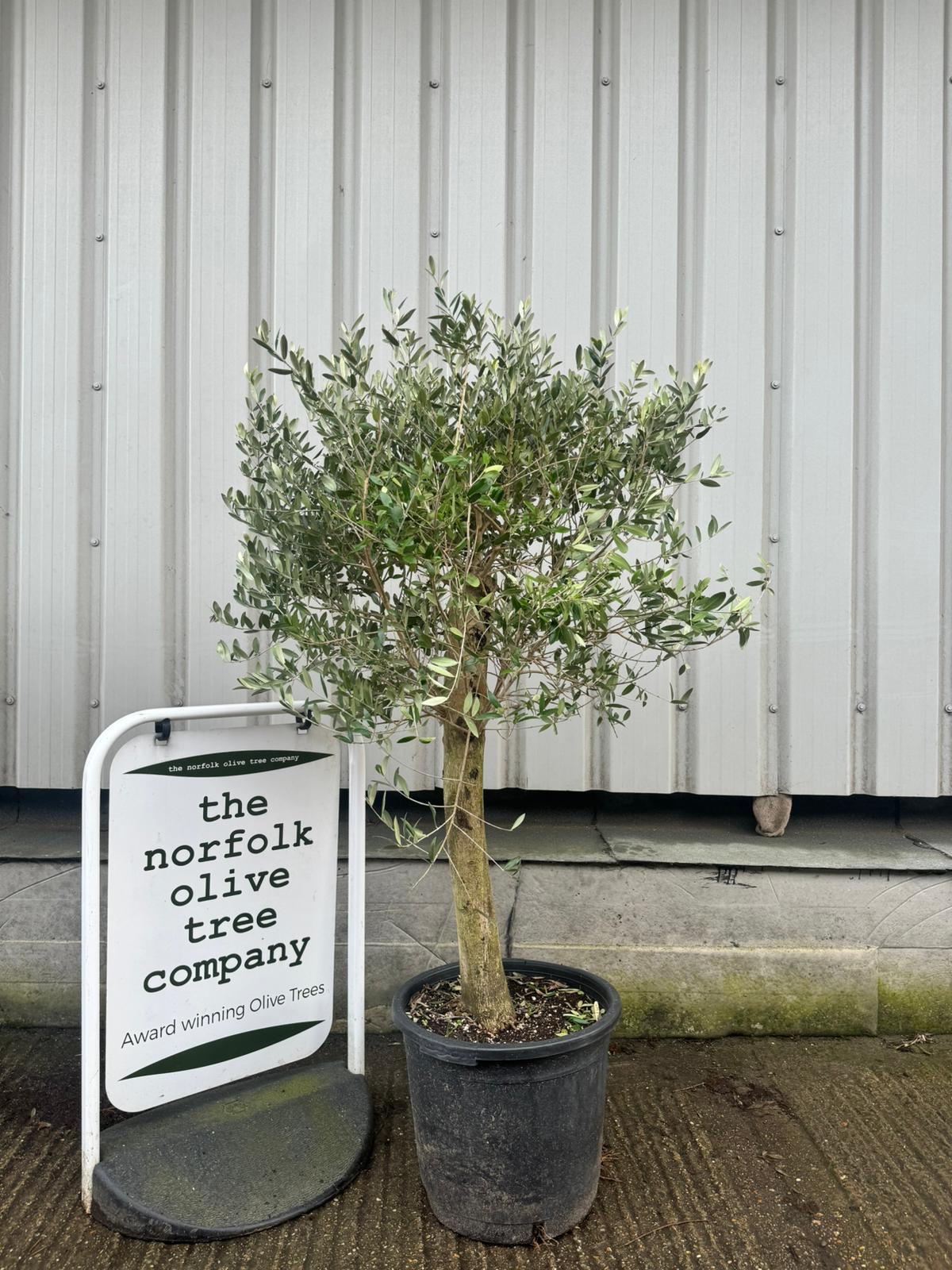 London Olive tree-free delivery. - The Norfolk Olive Tree Company