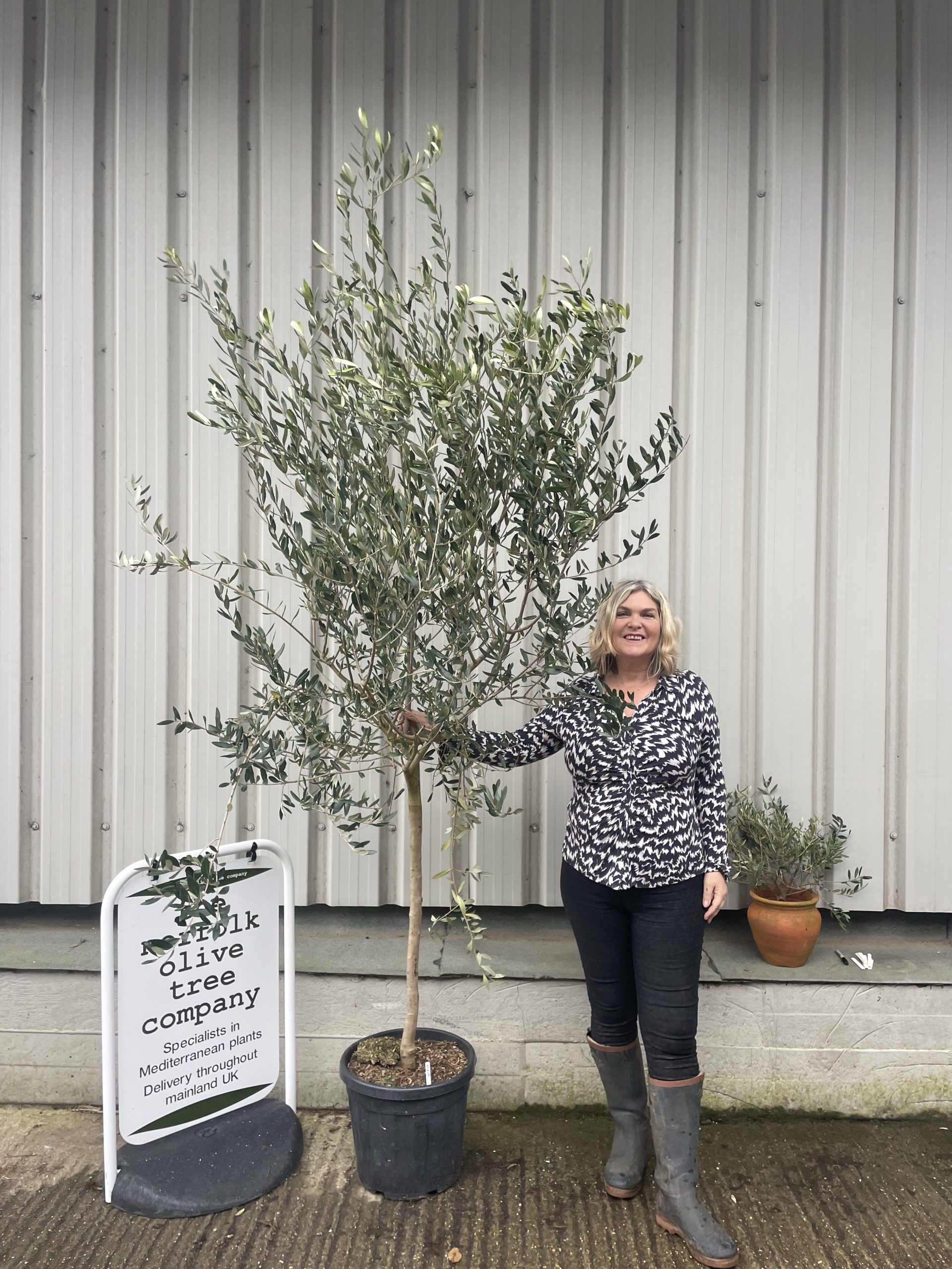 Open crown Olive Tree - free delivery - The Norfolk Olive Tree Company