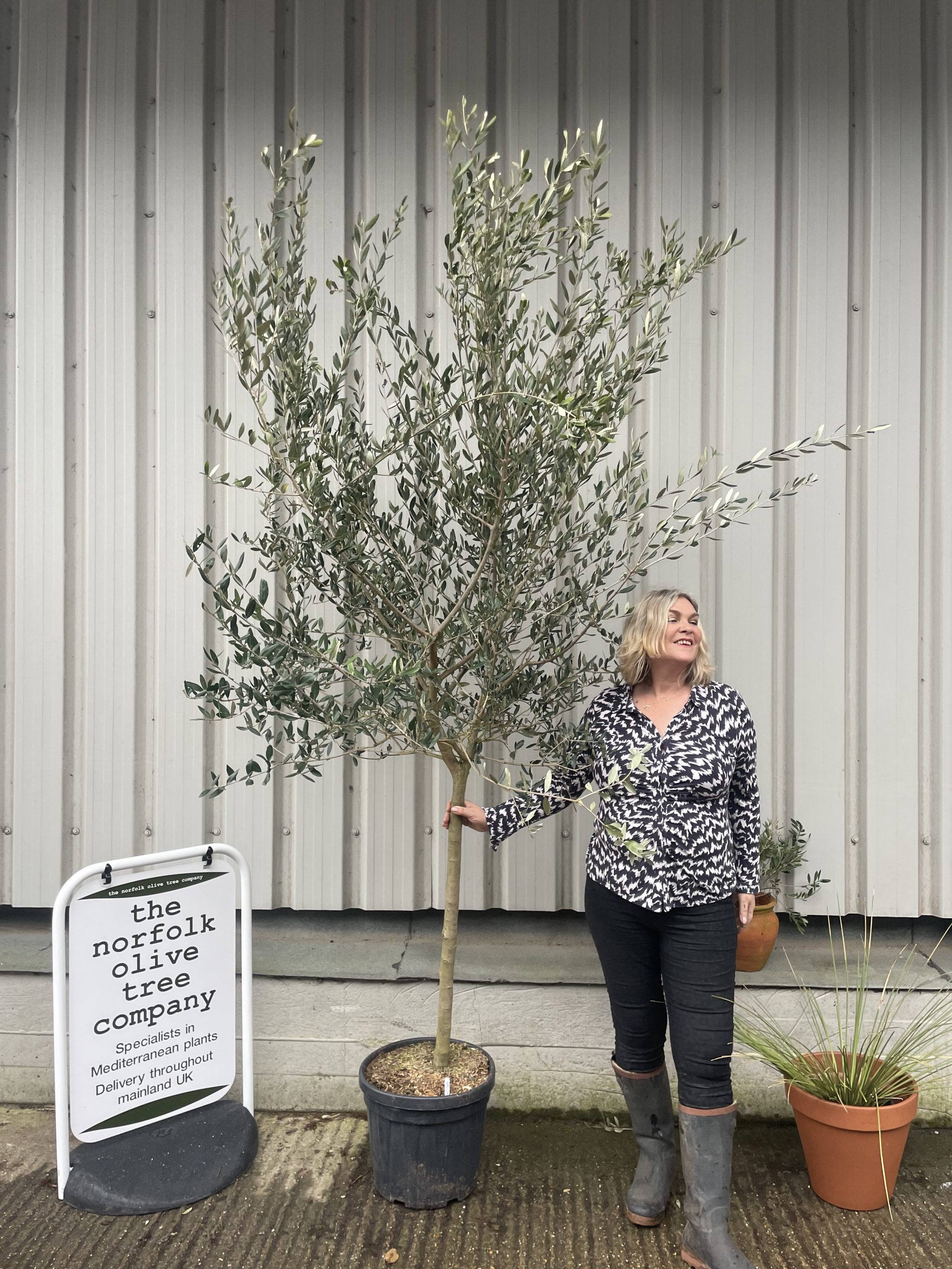 Open crown Olive Tree - free delivery - The Norfolk Olive Tree Company