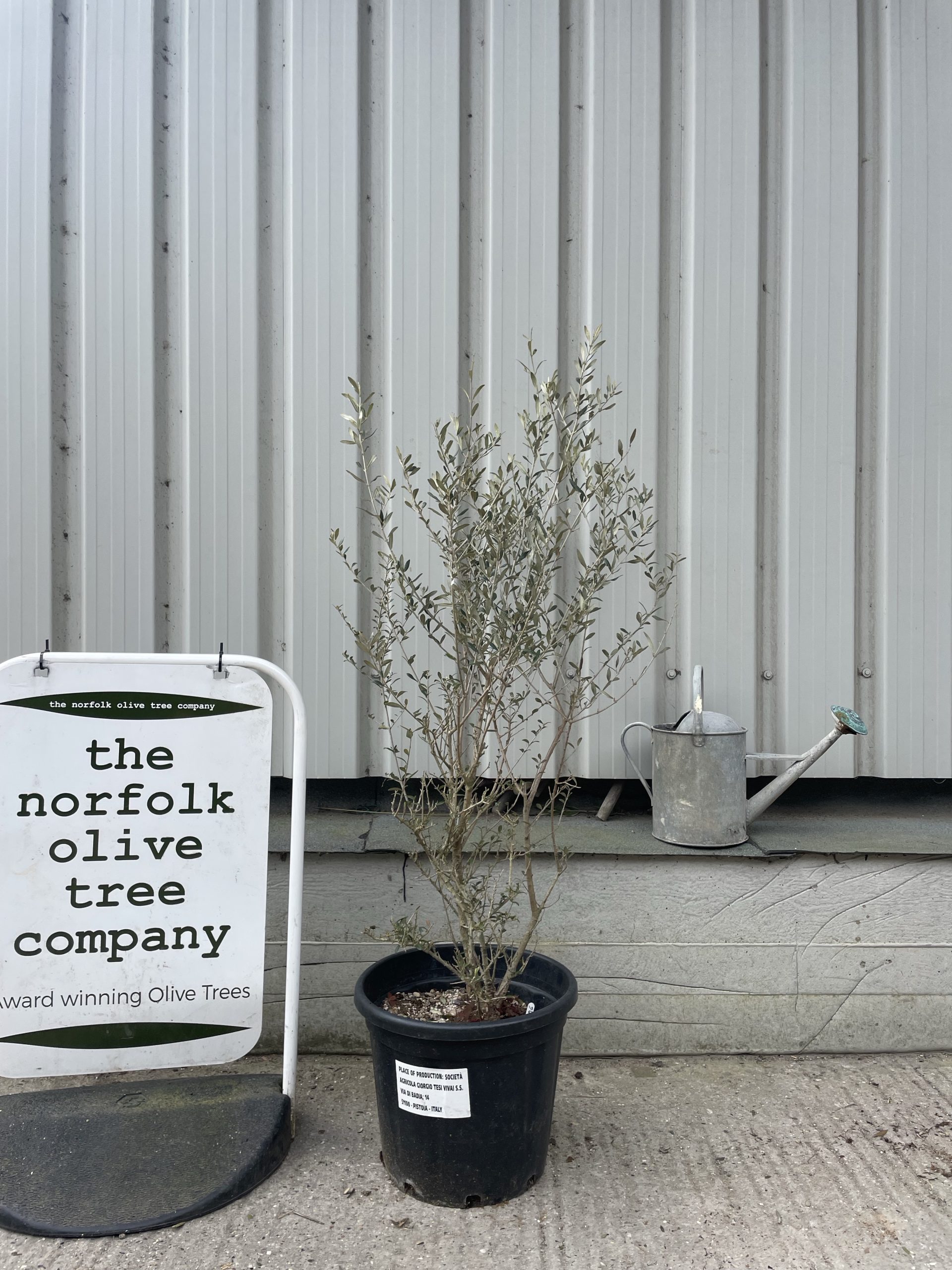 Wild Olive Tree - Free delivery. - The Norfolk Olive Tree Company