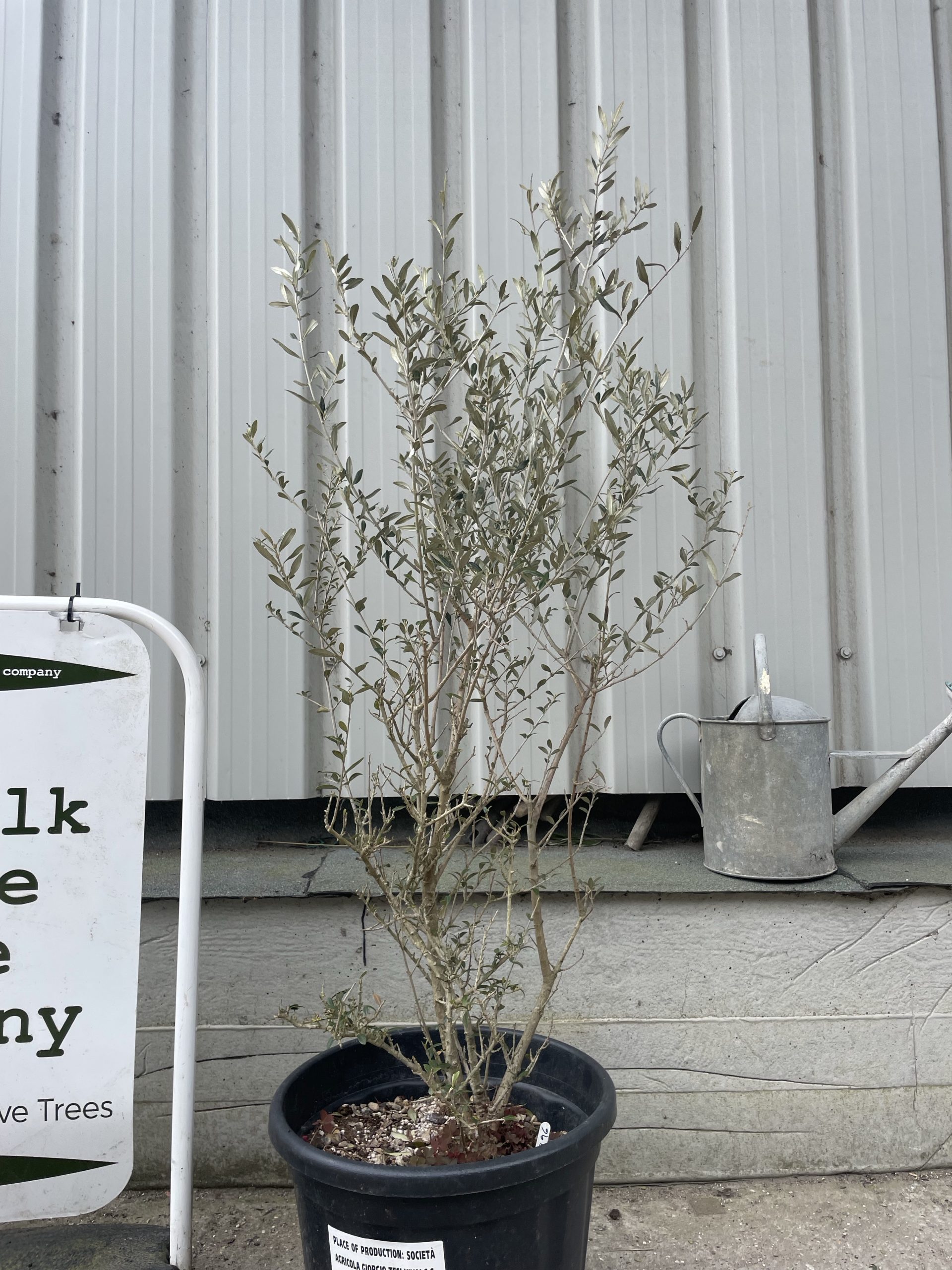 Wild Olive Tree - Free delivery. - The Norfolk Olive Tree Company