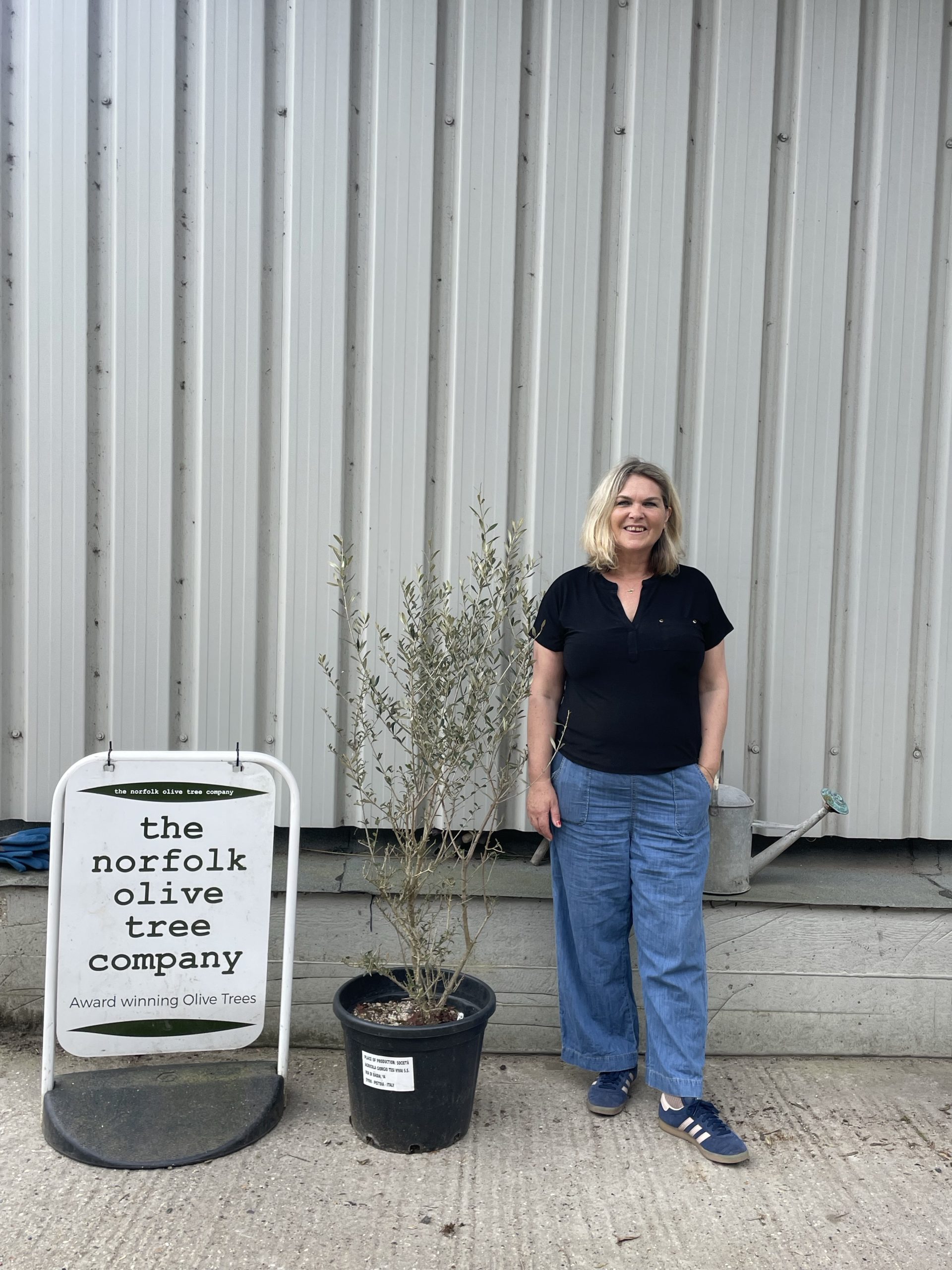 Wild Olive Tree - Free delivery. - The Norfolk Olive Tree Company