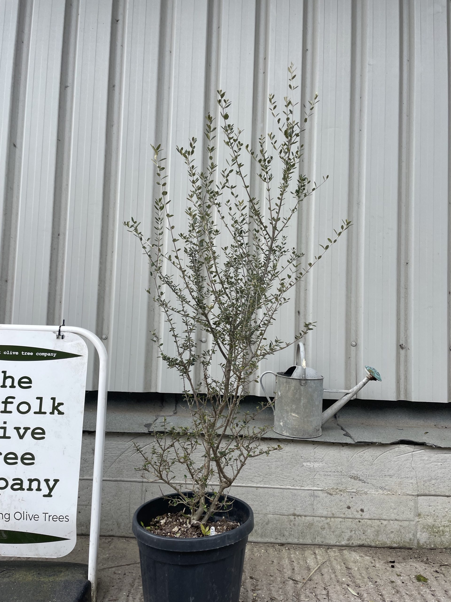 Wild Olive Tree - Oleaster variety. Free delivery. - The Norfolk Olive ...