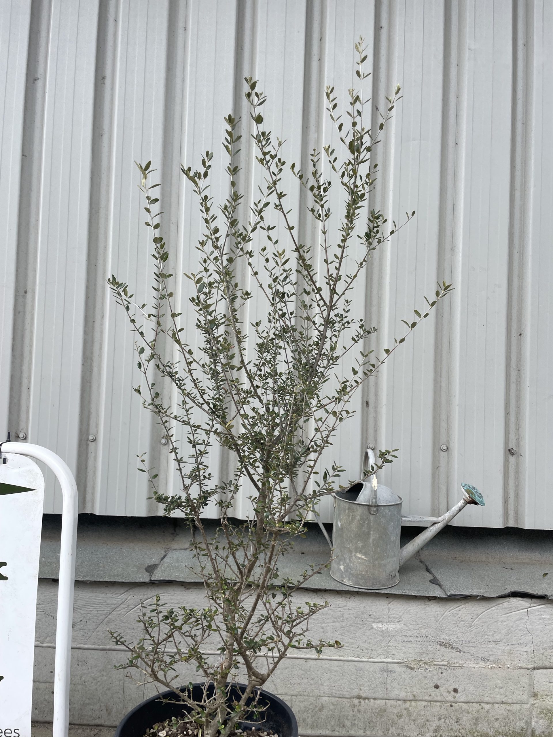 Wild Olive Tree - Oleaster variety. Free delivery. - The Norfolk Olive ...