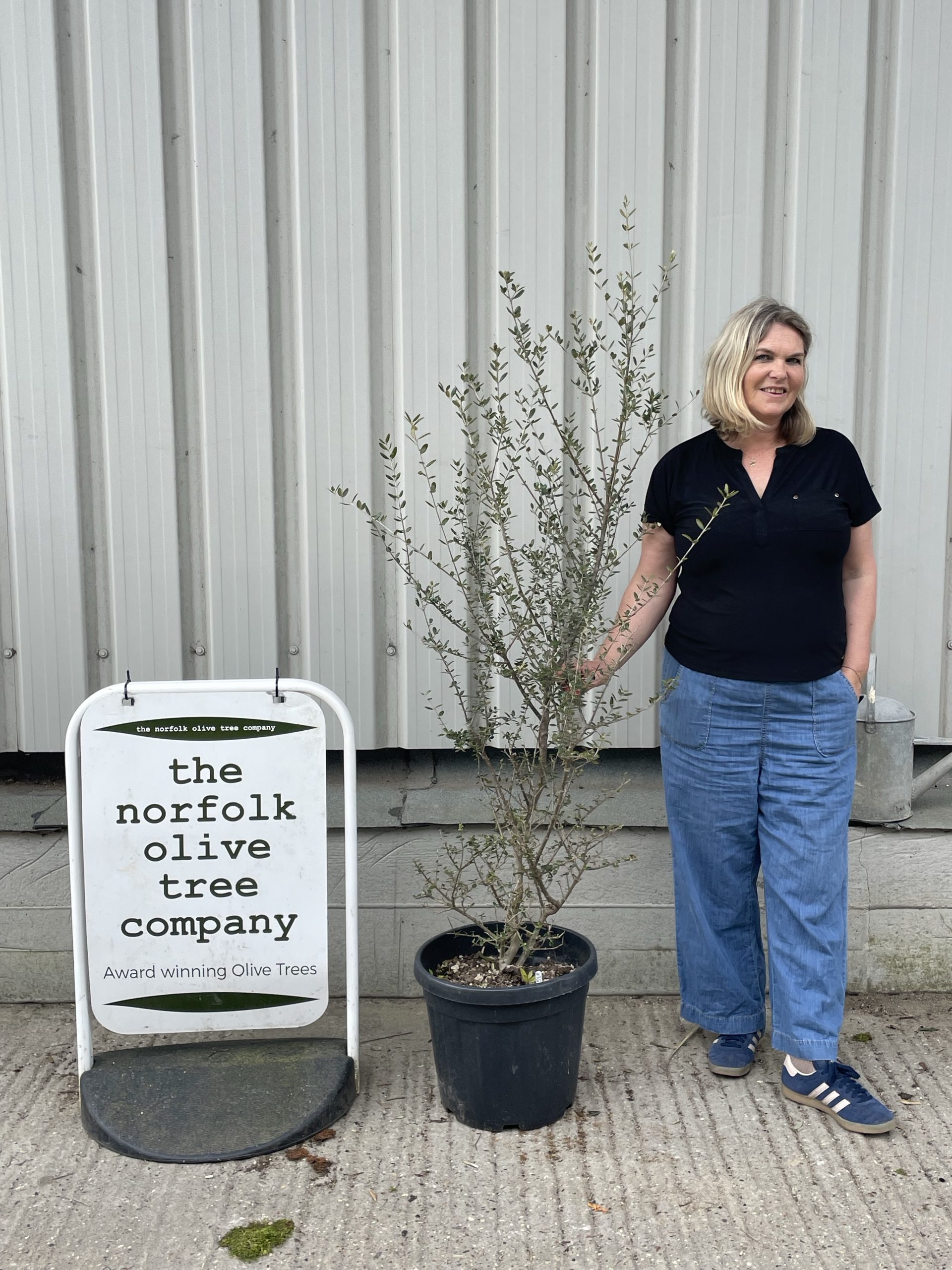 Wild Olive Tree - Oleaster variety. Free delivery. - The Norfolk Olive ...