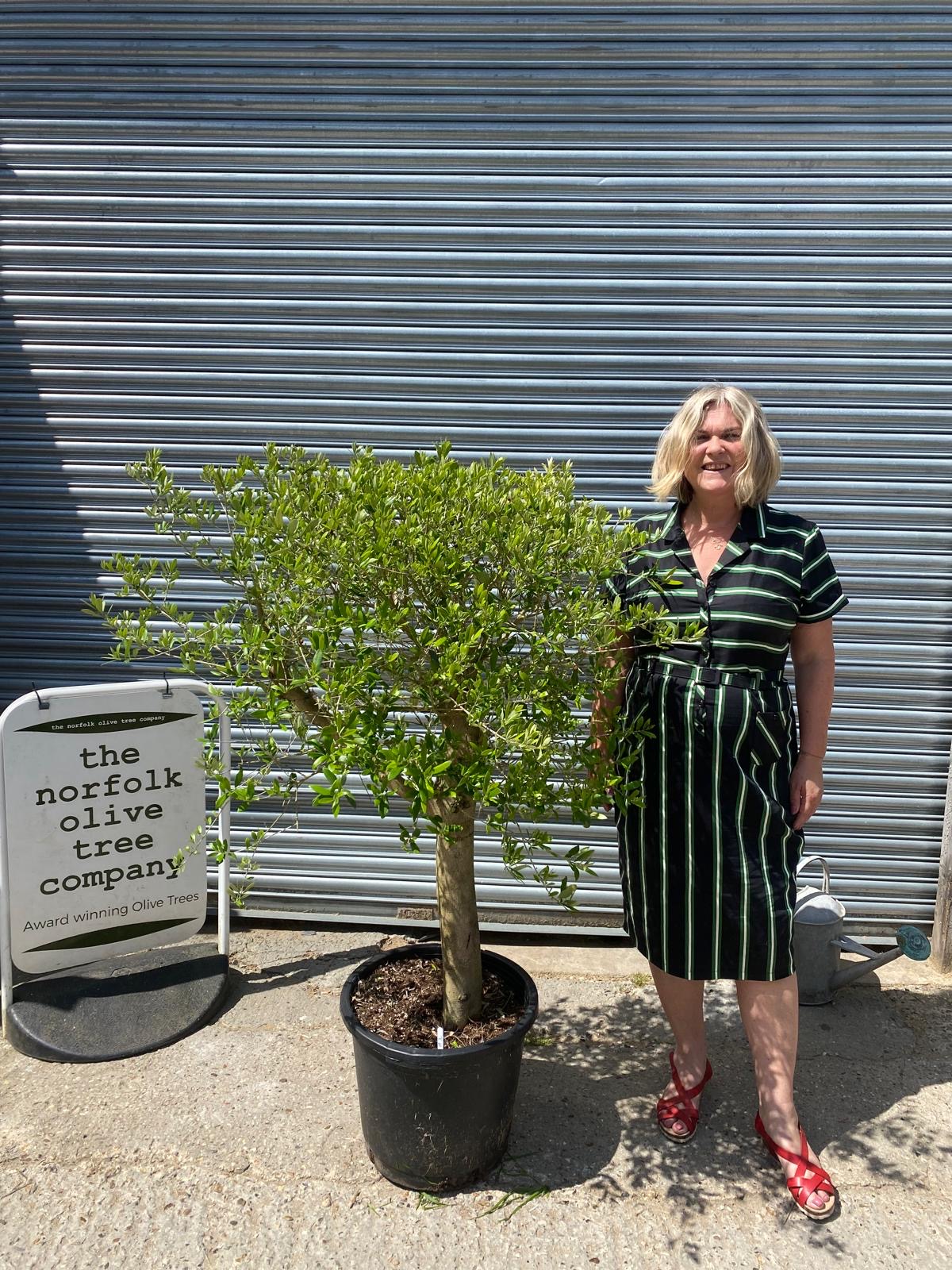 London Olive tree-free delivery. - The Norfolk Olive Tree Company