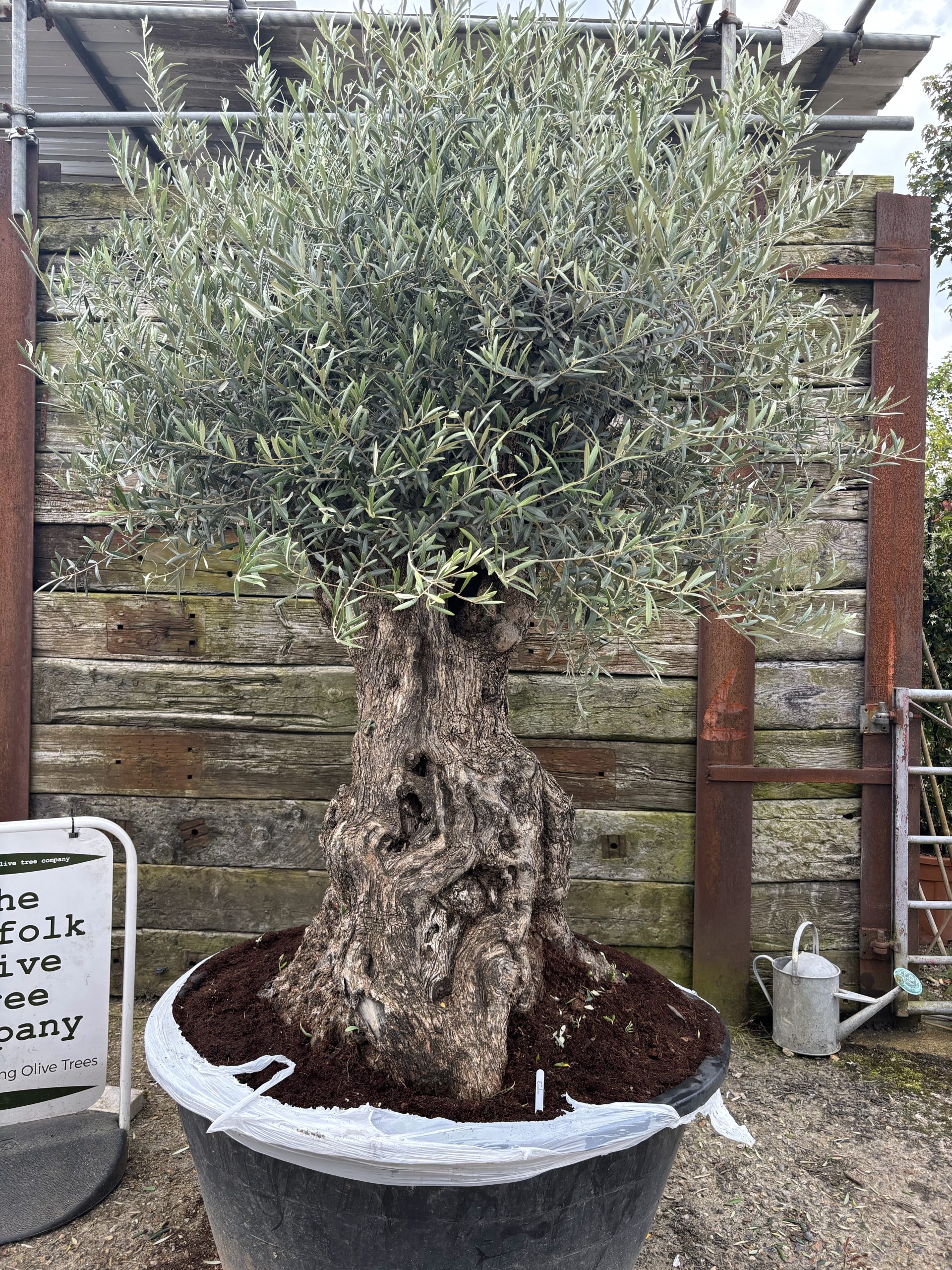 Ancient Olive Tree For Sale. - The Norfolk Olive Tree Company