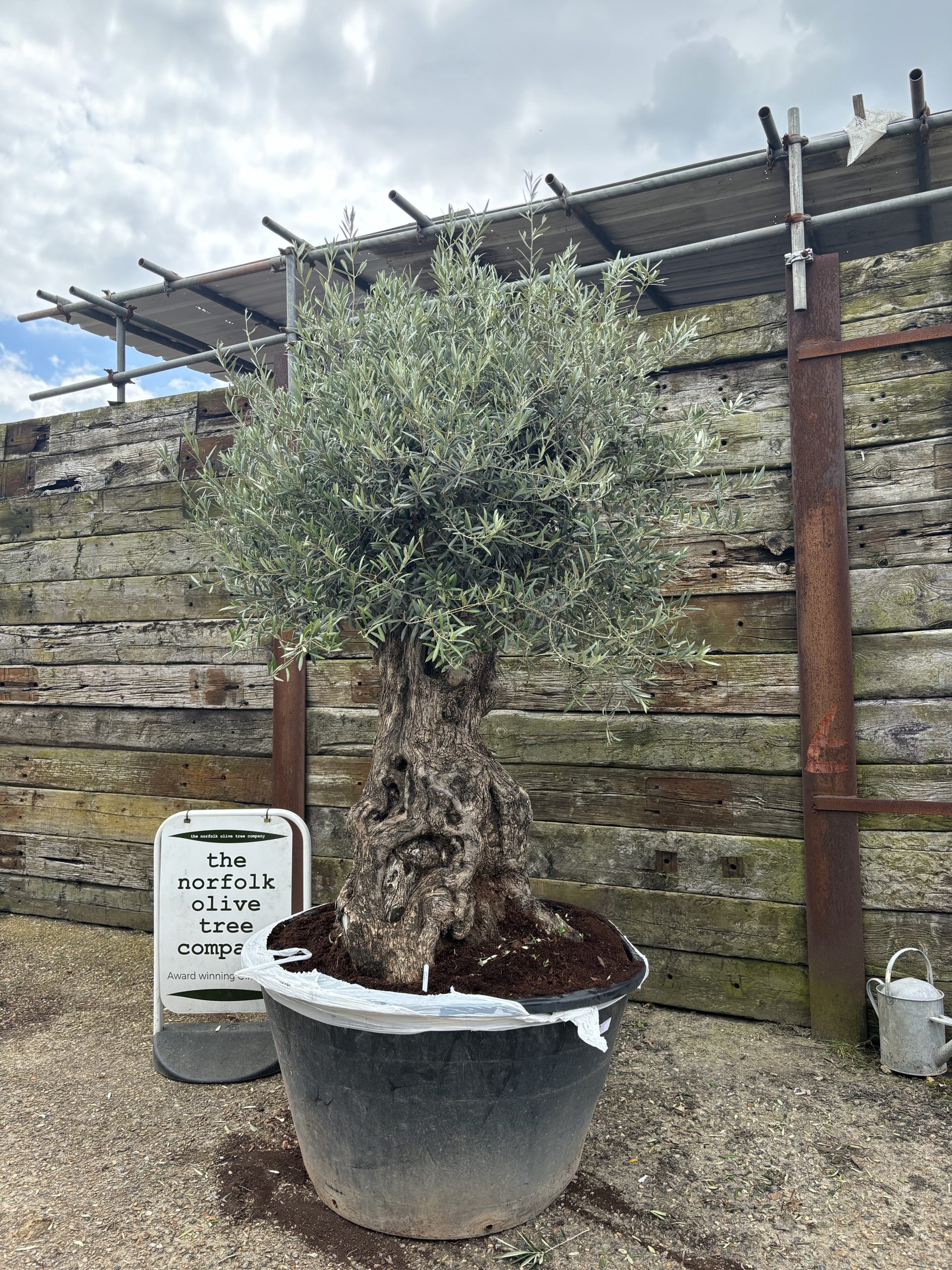 Ancient Olive Tree For Sale. - The Norfolk Olive Tree Company