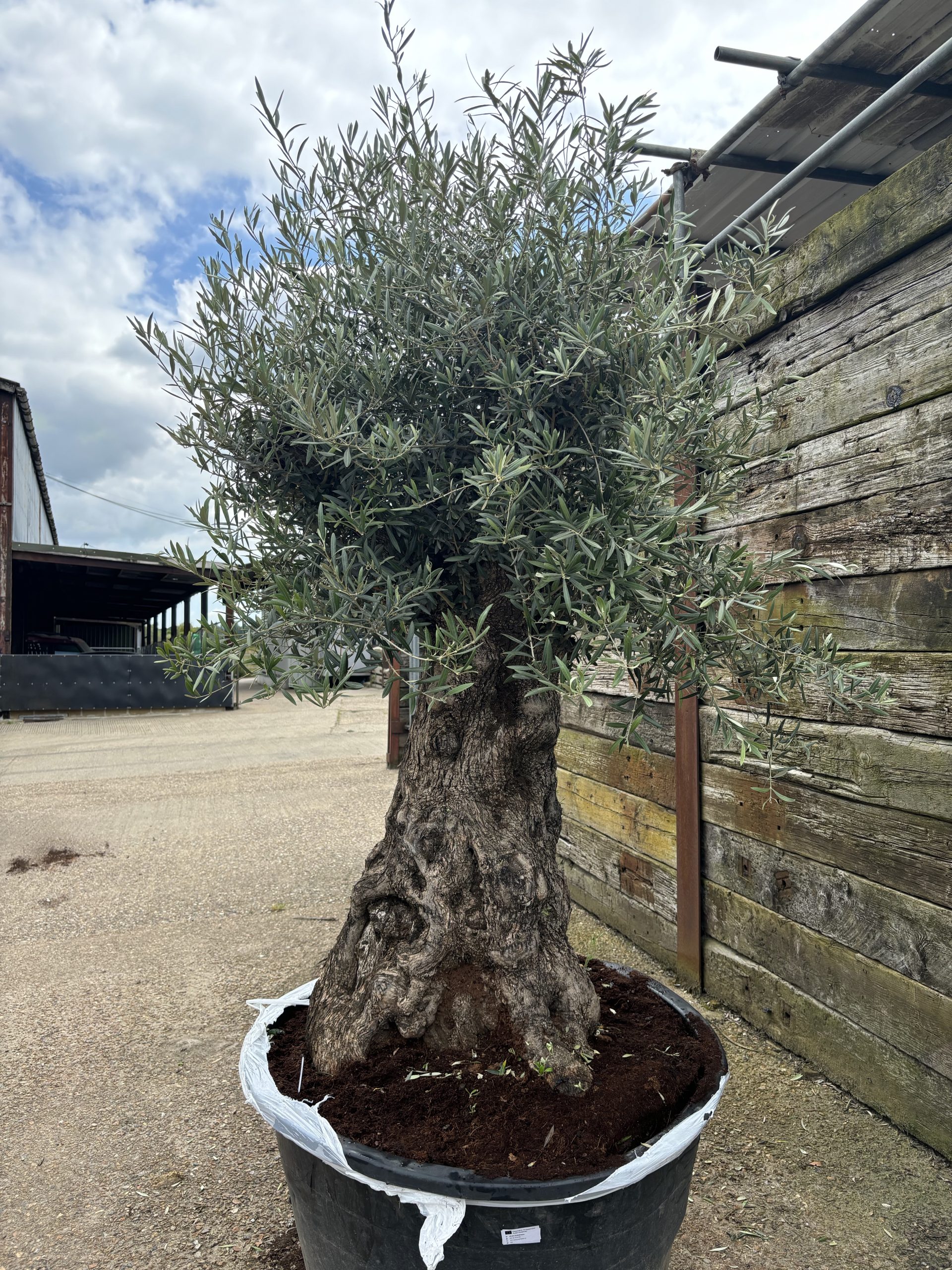 Ancient Olive Tree For Sale. - The Norfolk Olive Tree Company