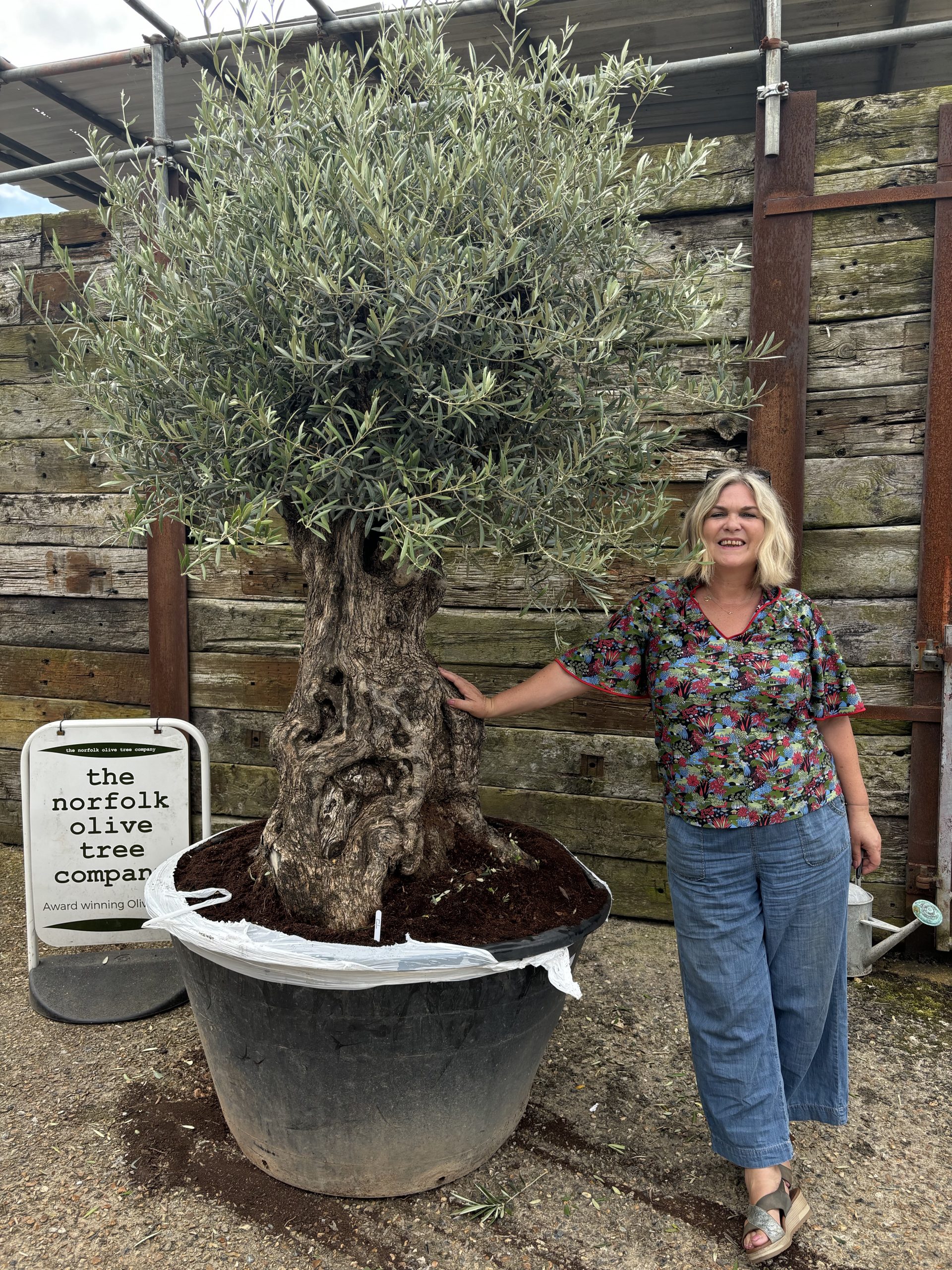 Ancient Olive Tree For Sale. - The Norfolk Olive Tree Company