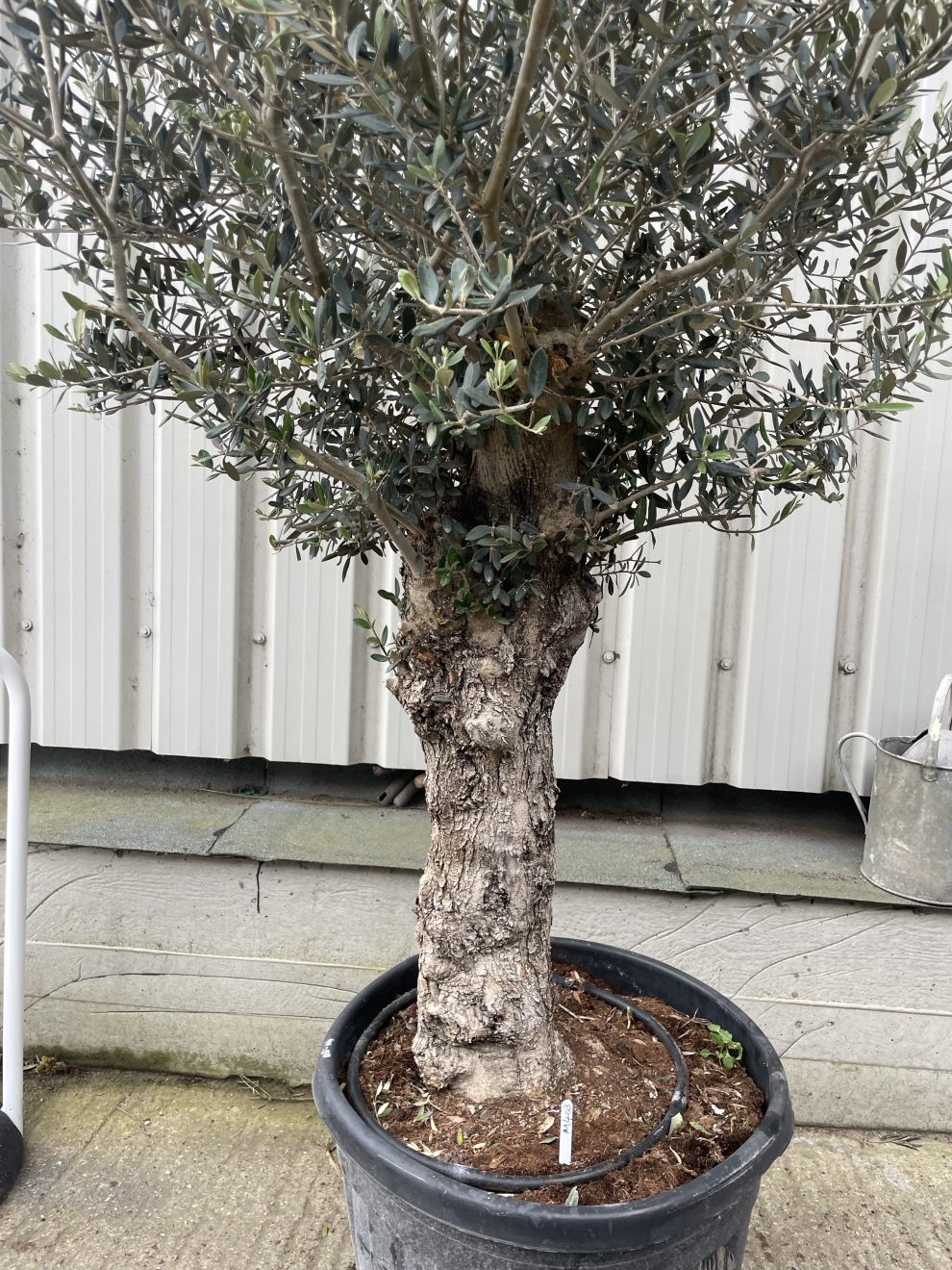 Gnarled patio Olive tree - The Norfolk Olive Tree Company