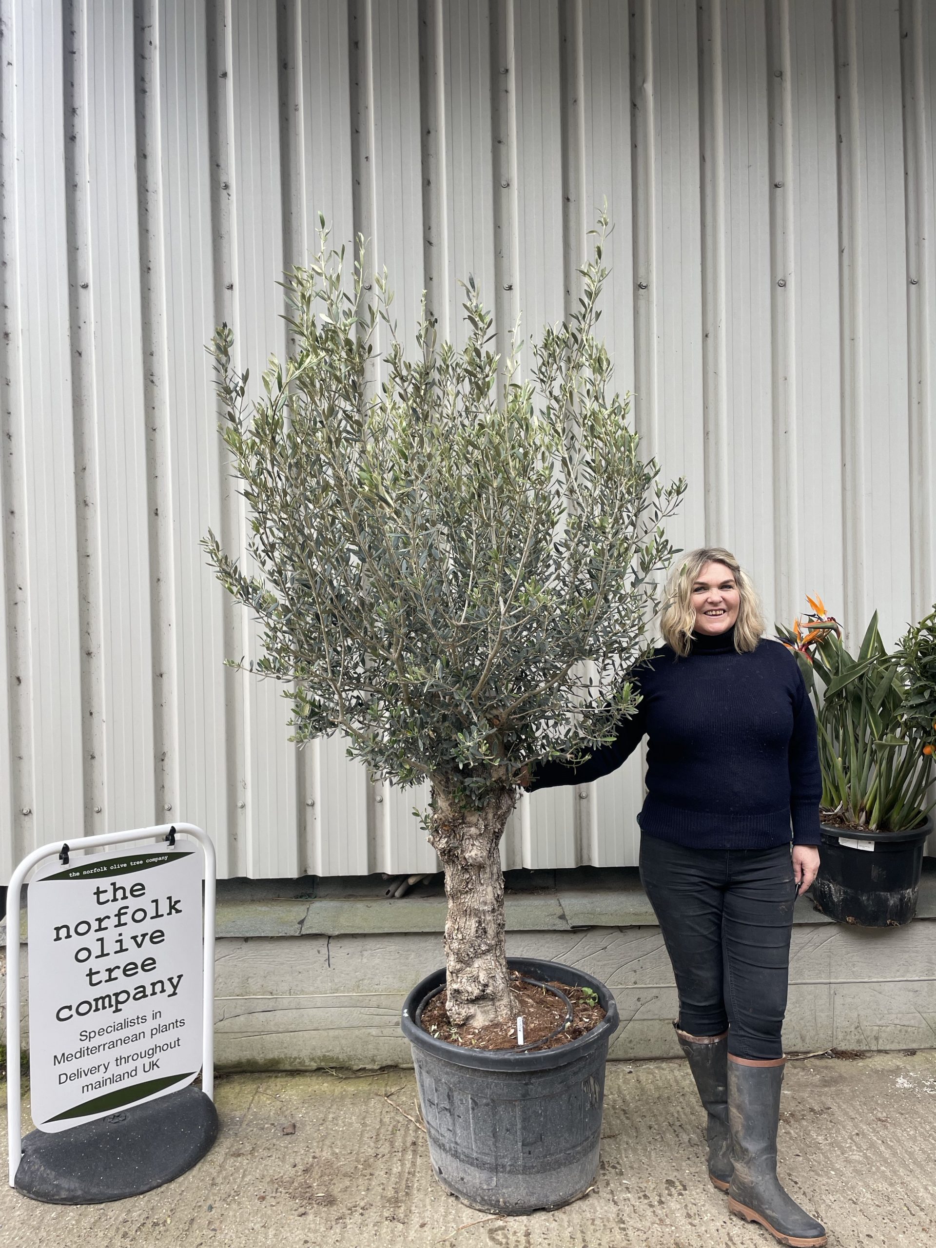 Gnarled patio Olive tree - The Norfolk Olive Tree Company