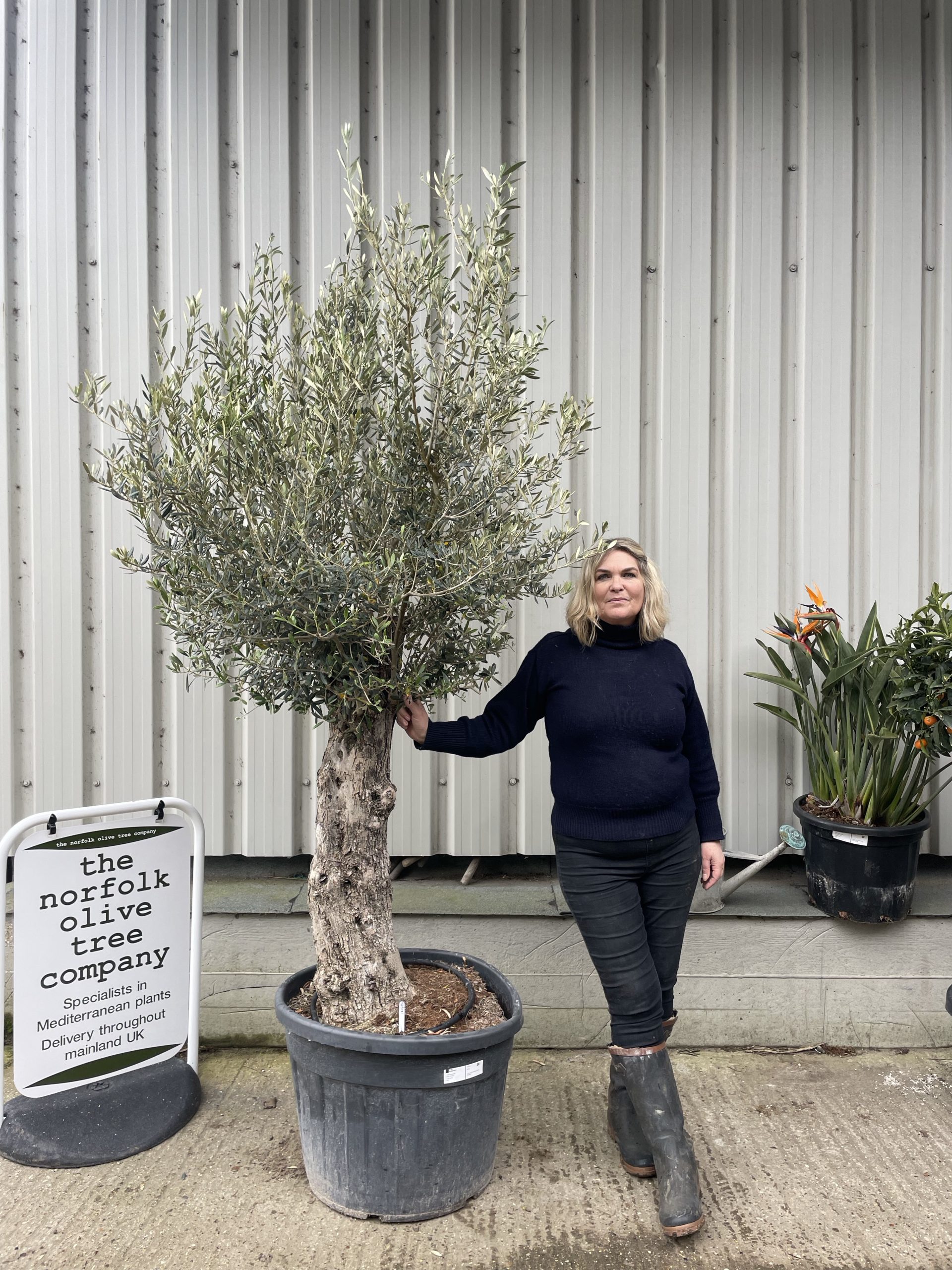 Gnarled patio Olive tree - The Norfolk Olive Tree Company