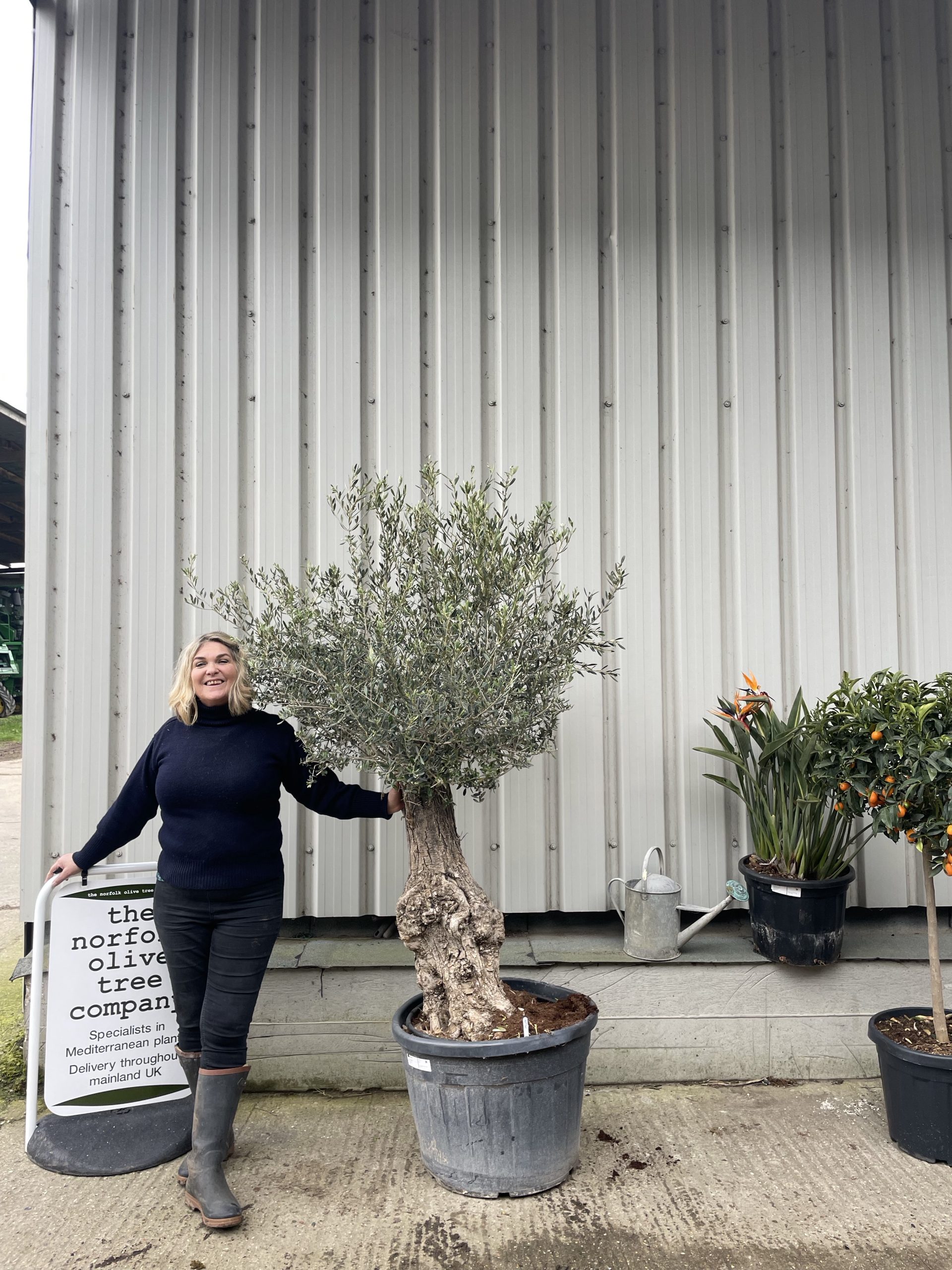 Gnarled patio Olive tree - The Norfolk Olive Tree Company