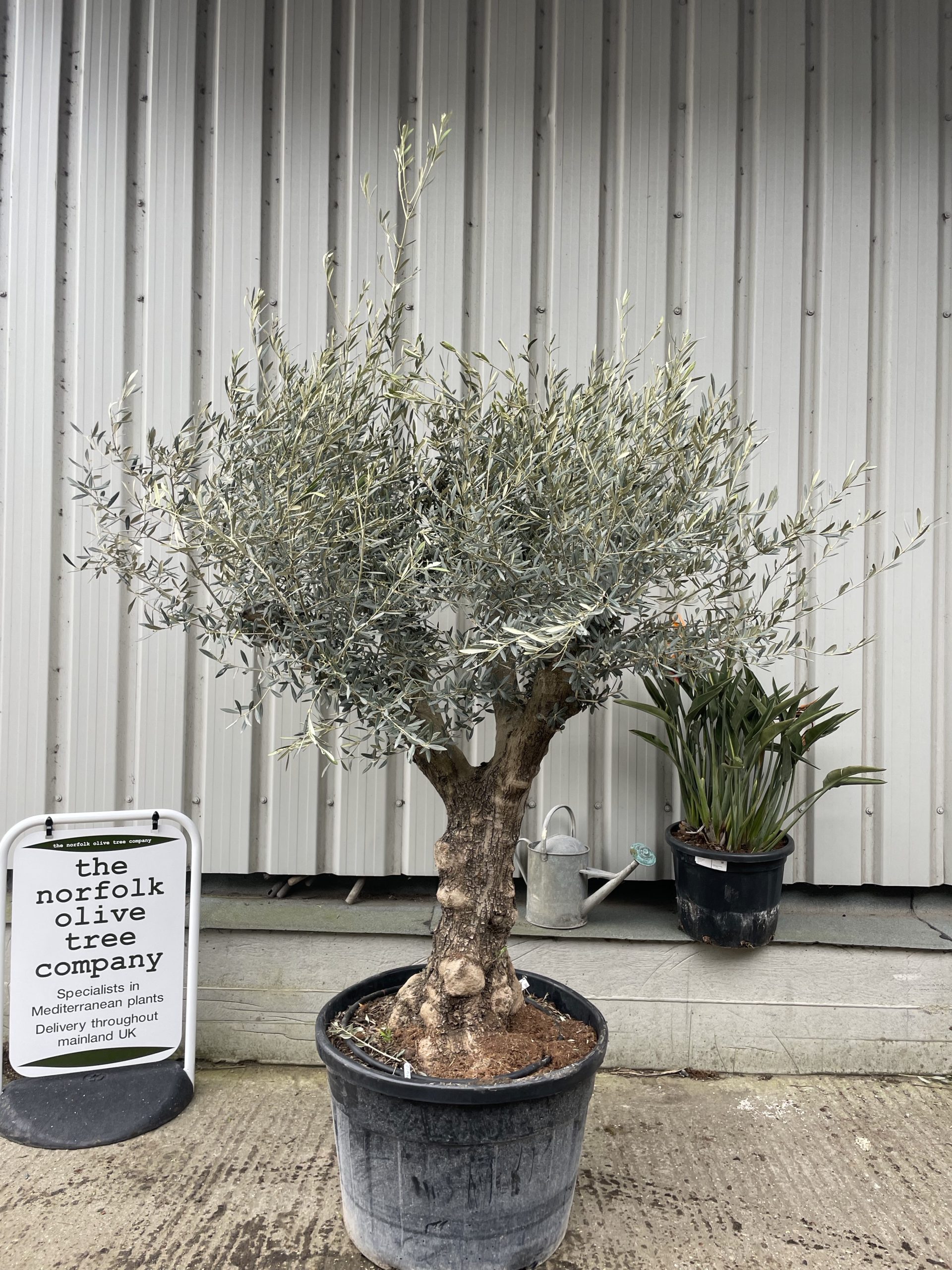 Vase shaped Olive tree - The Norfolk Olive Tree Company