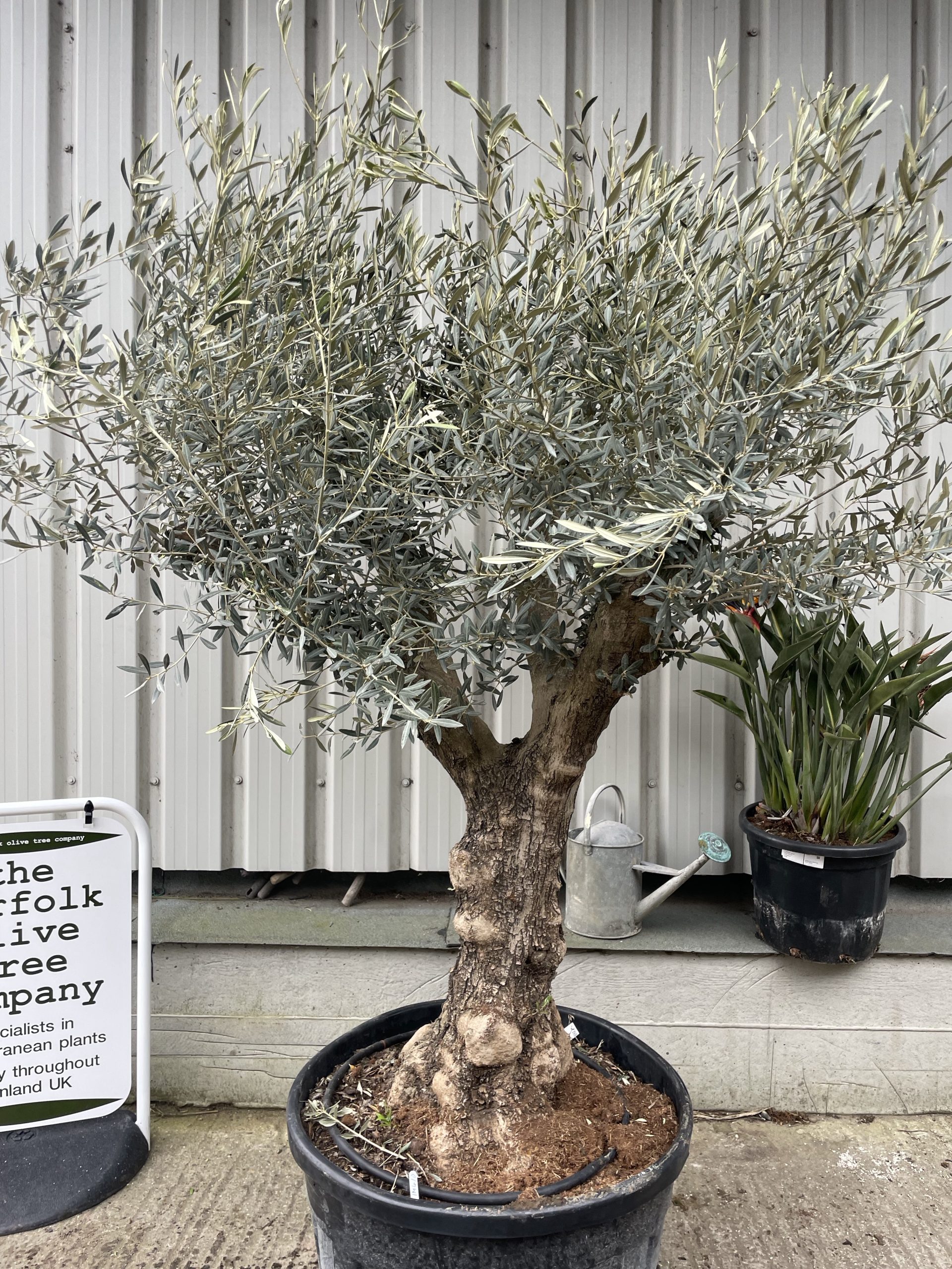Vase shaped Olive tree - The Norfolk Olive Tree Company