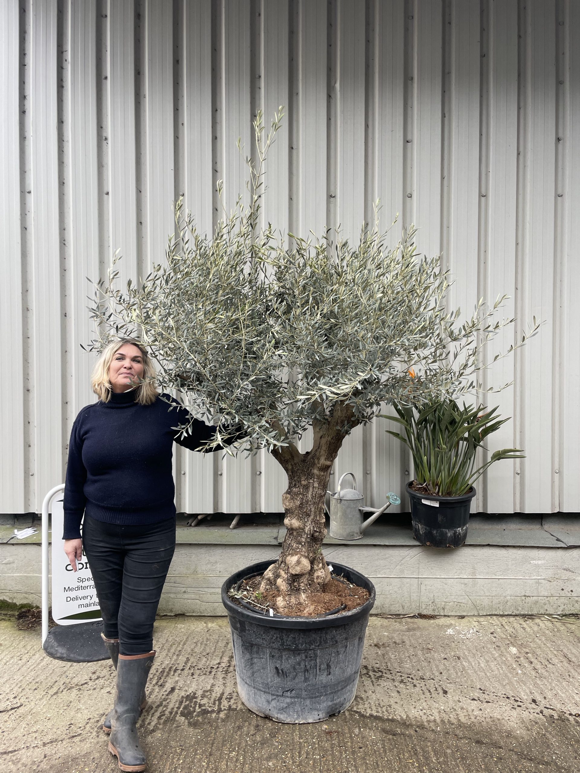 Vase shaped Olive tree - The Norfolk Olive Tree Company