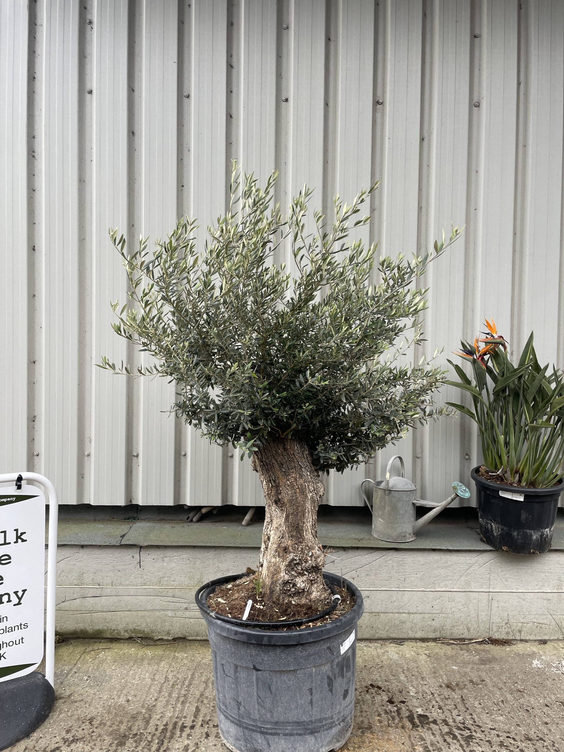 Small gnarled Olive tree - The Norfolk Olive Tree Company