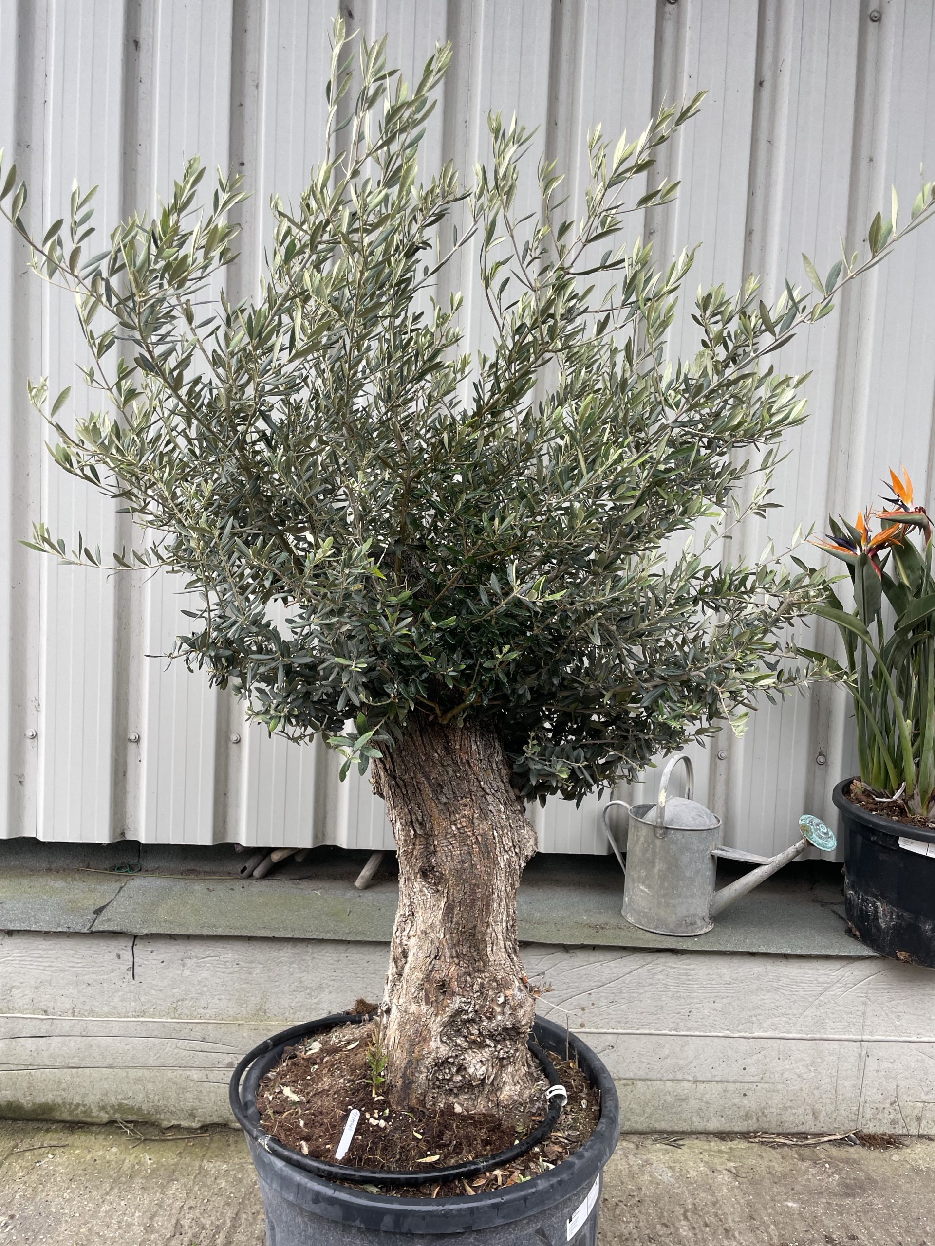 Small gnarled Olive tree - The Norfolk Olive Tree Company