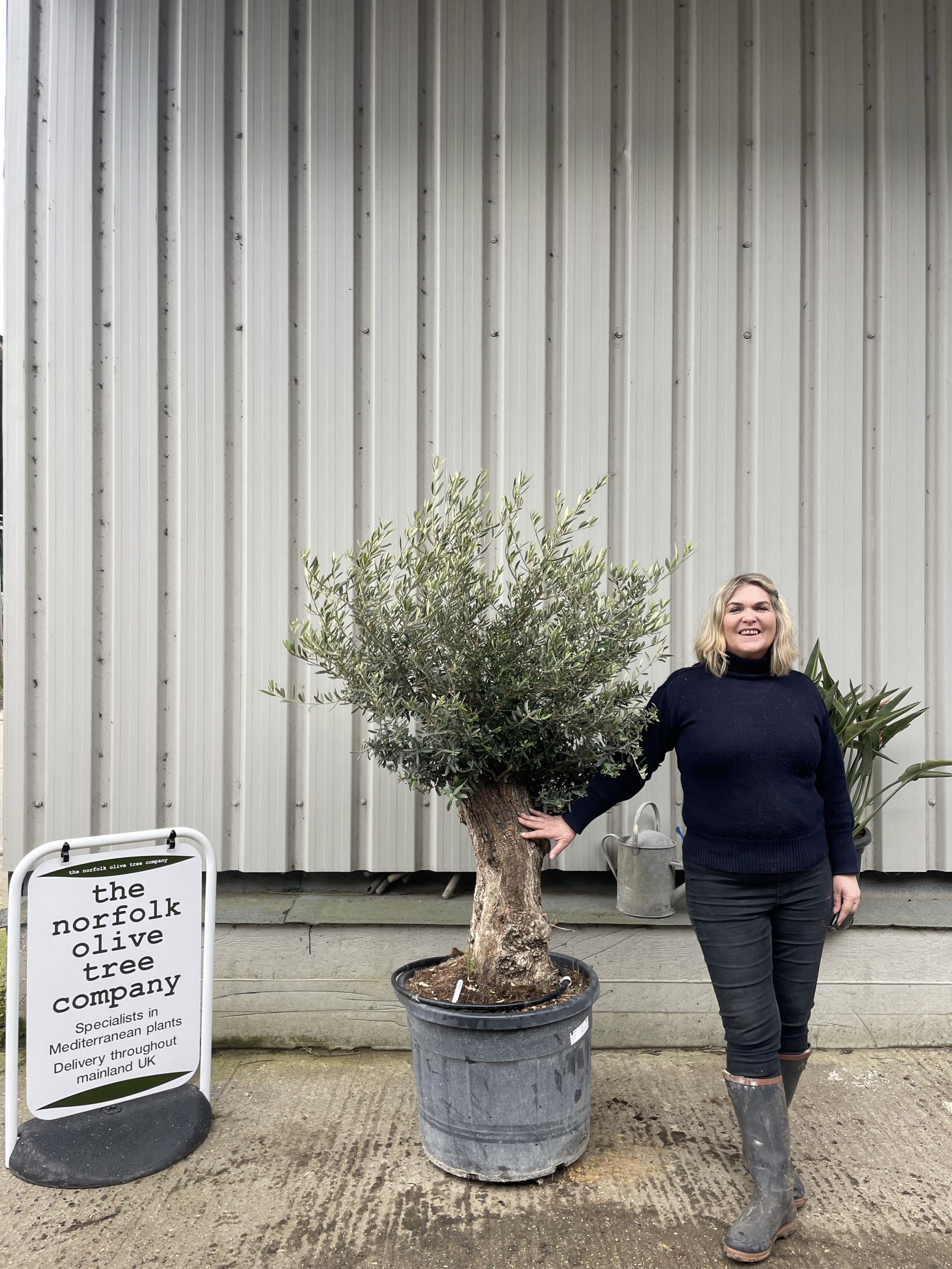 Small gnarled Olive tree - The Norfolk Olive Tree Company
